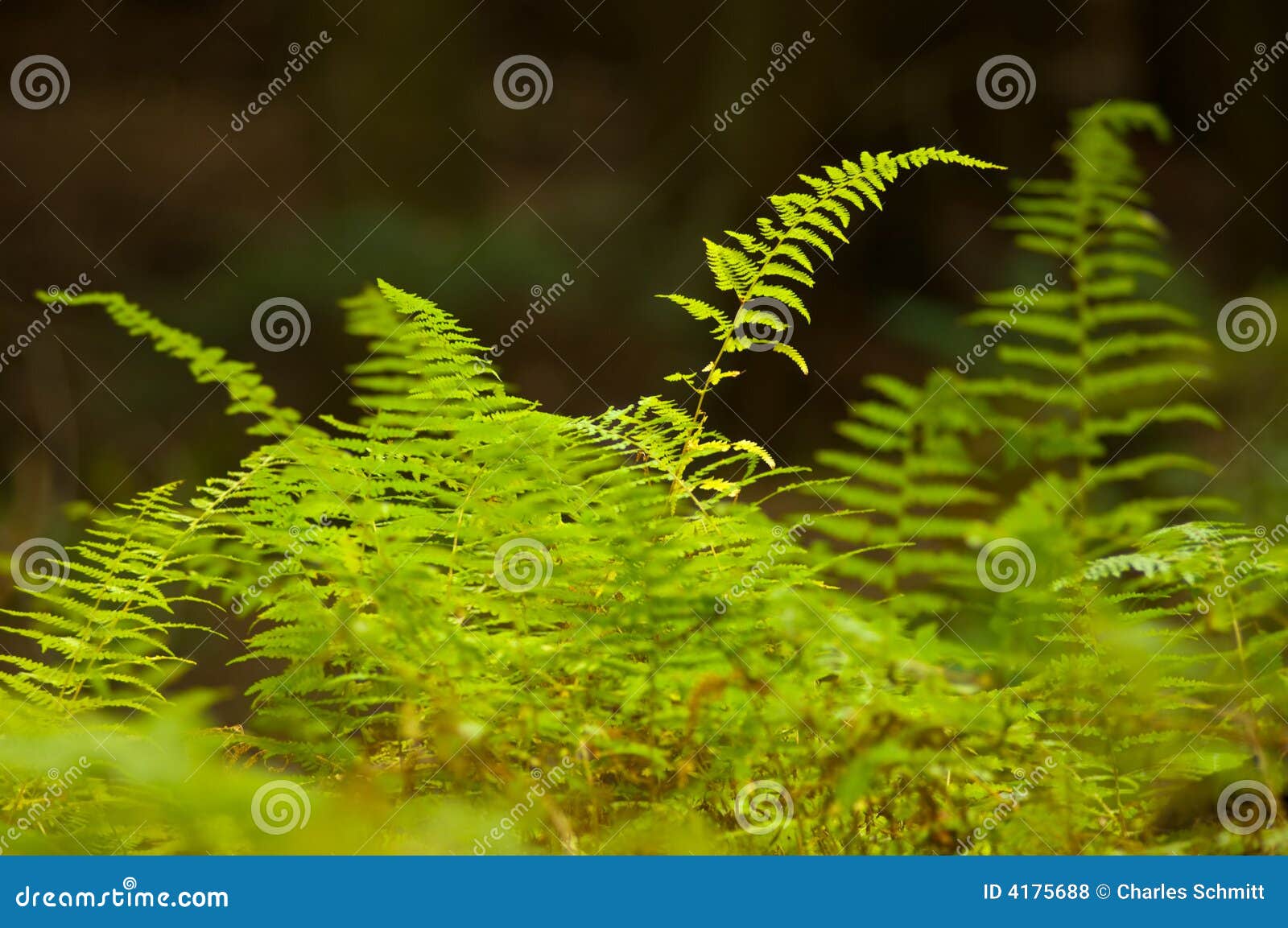 Green Ferns stock photo. Image of nature, idyllic, green - 4175688
