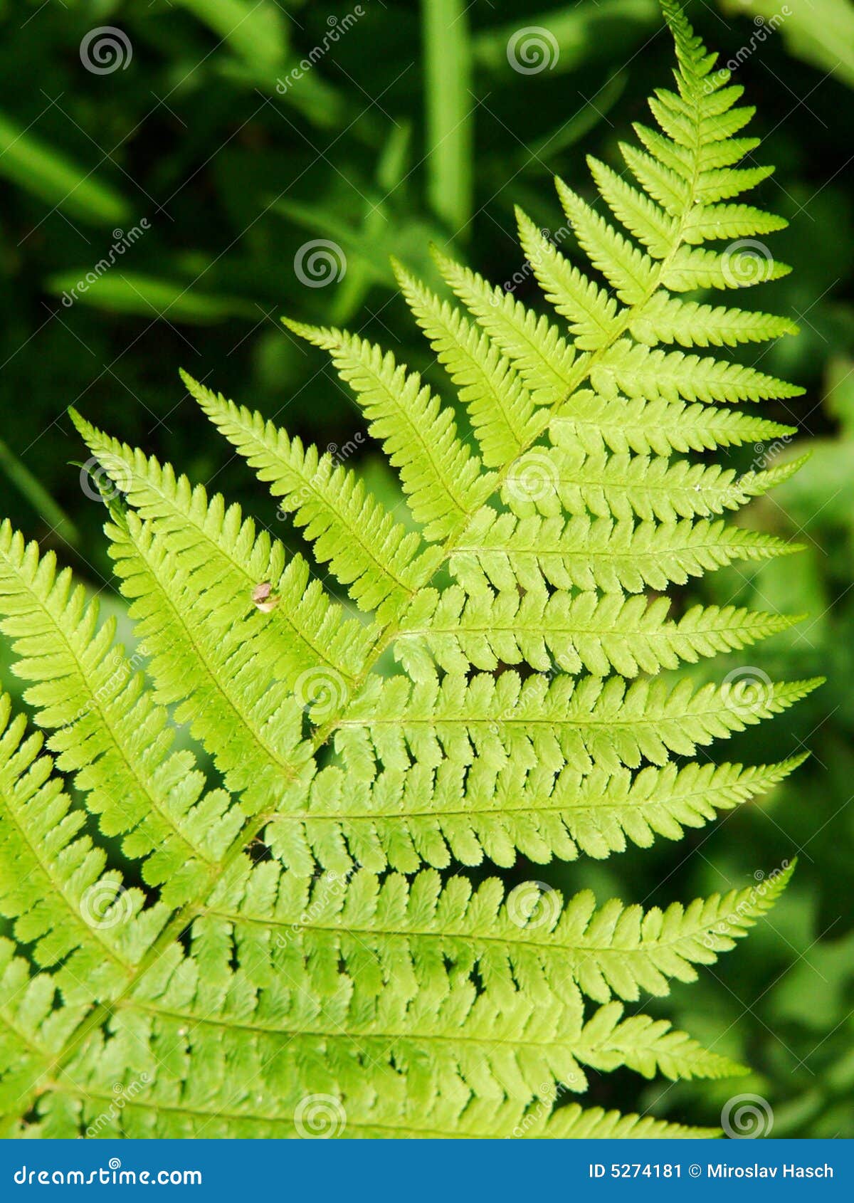 Green ferns stock image. Image of background, ferns, botanical - 5274181