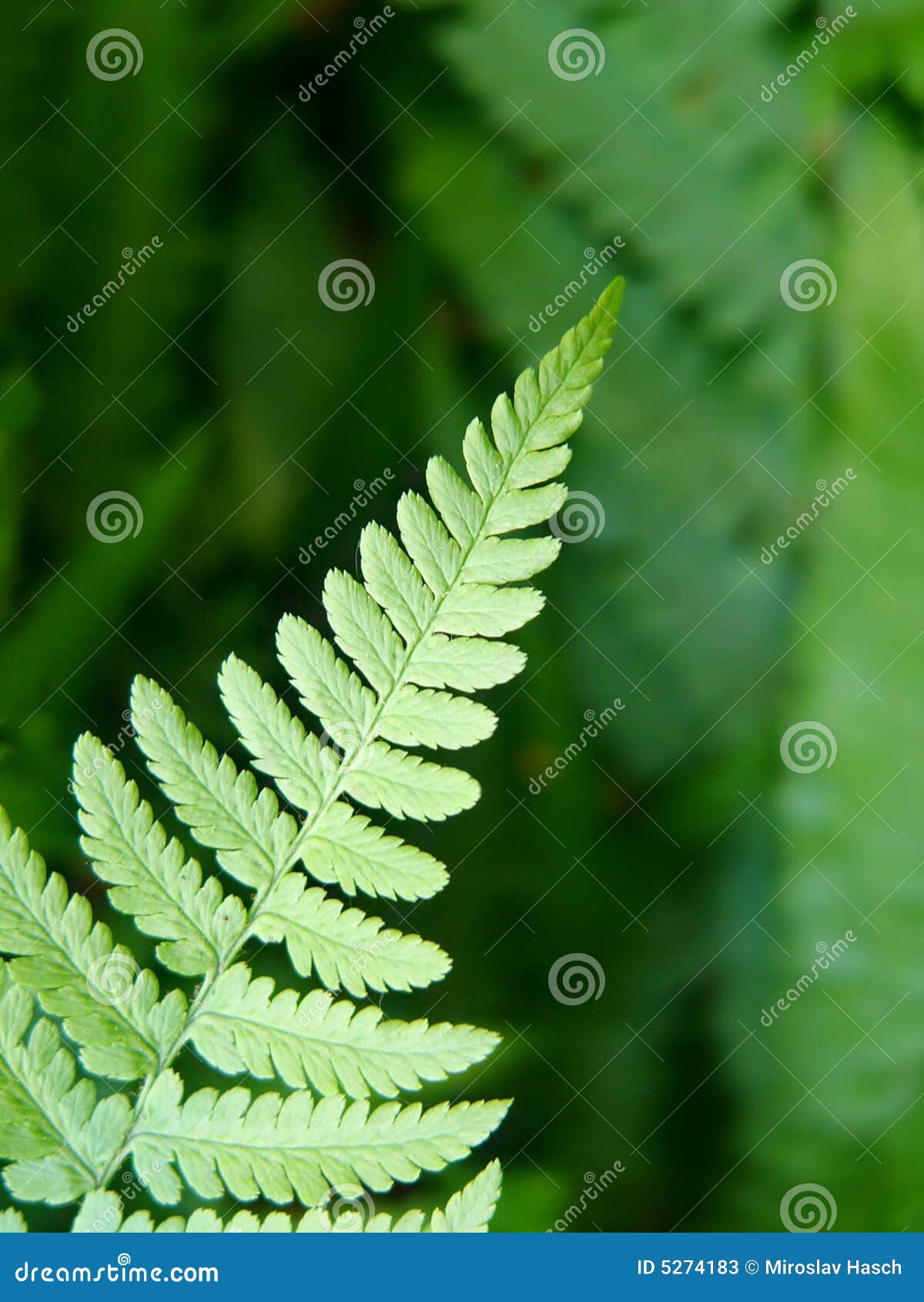 Two Ferns Stock Photography | CartoonDealer.com #5244386