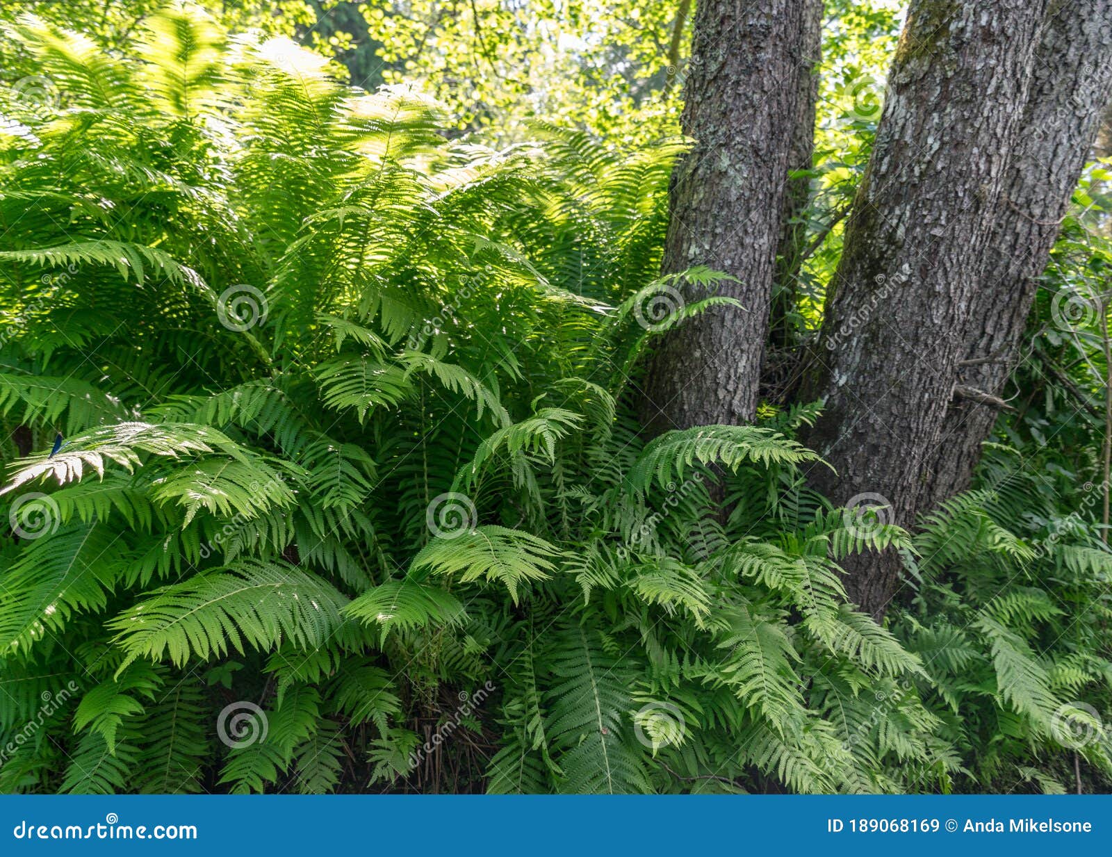 Green Ferns on the Bank of a Small Forest River Stock Image - Image of ...