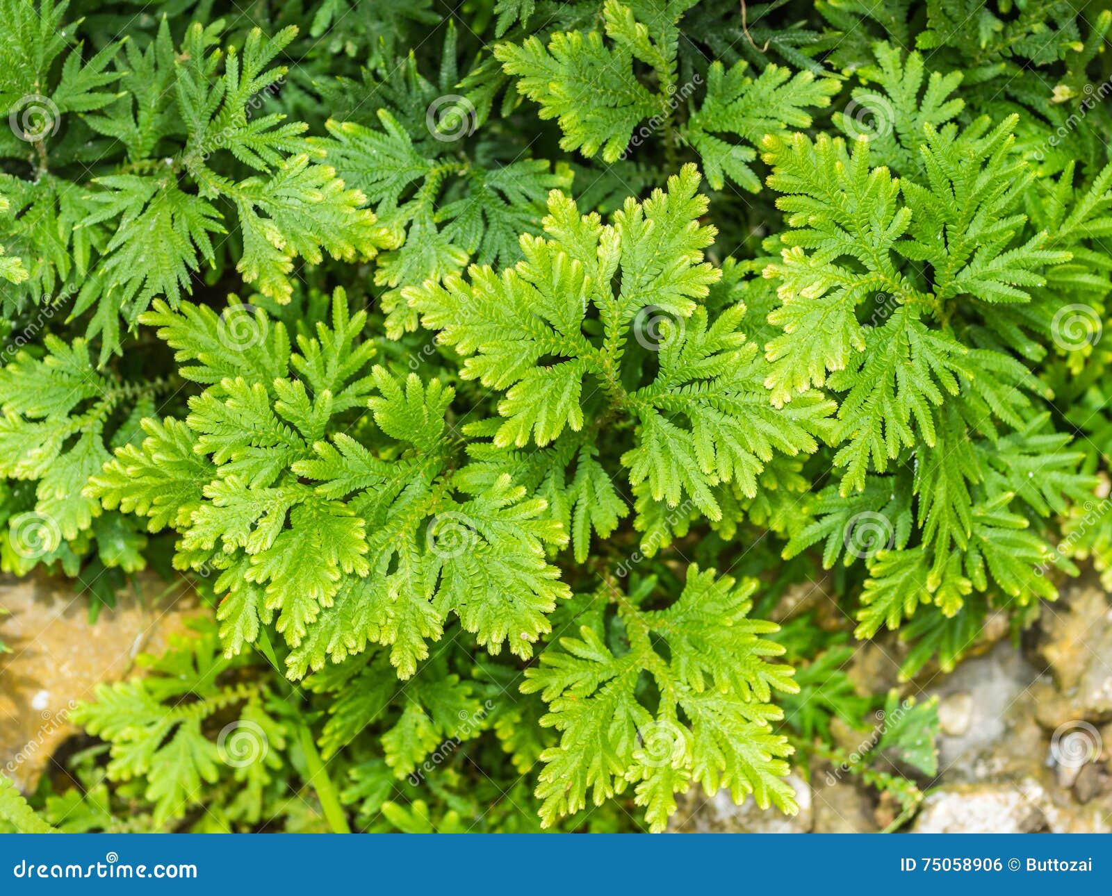 Green ferns stock photo. Image of outdoors, closeup, species - 75058906