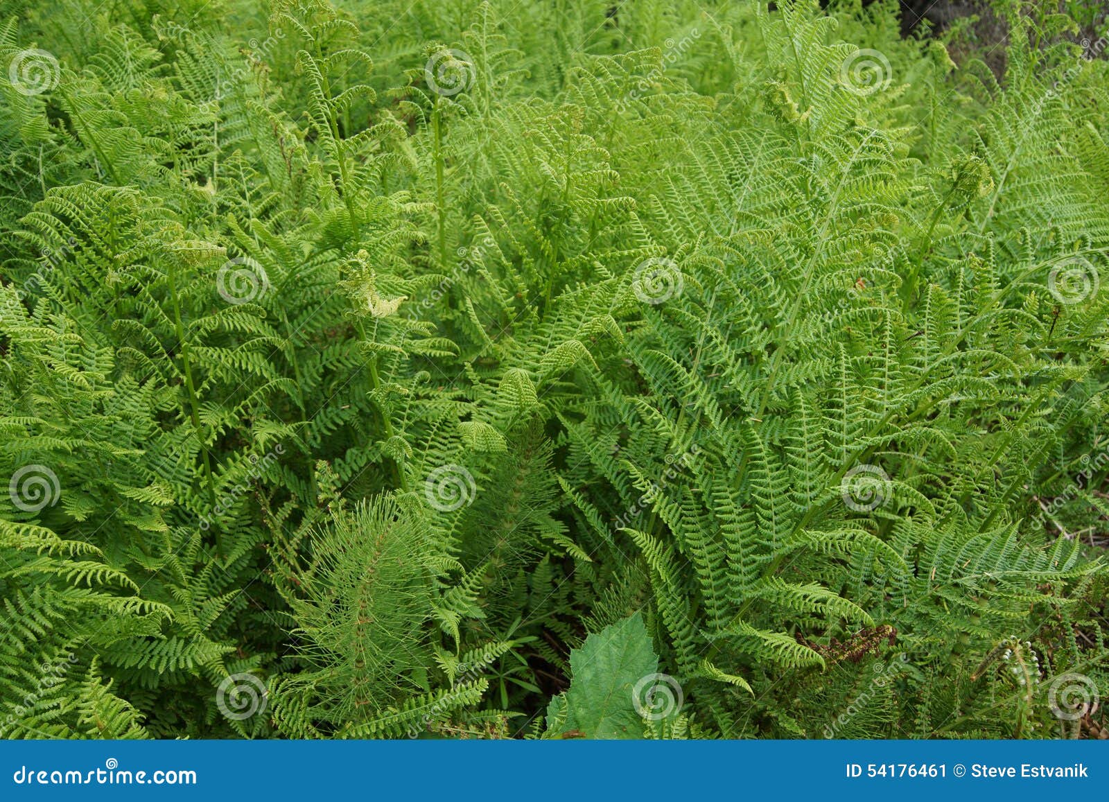 Green ferns stock image. Image of coast, vegetation, oregon - 54176461