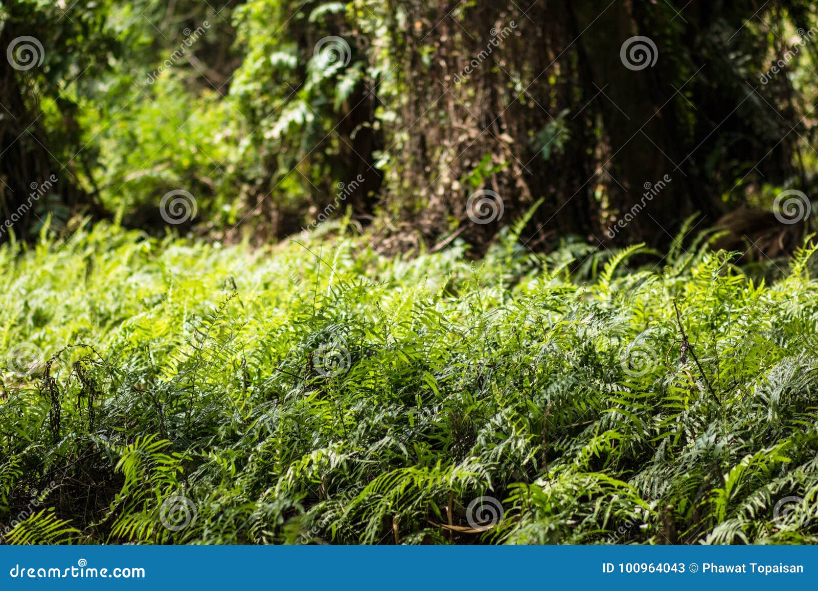 Green ferns in the forest stock image. Image of green - 100964043