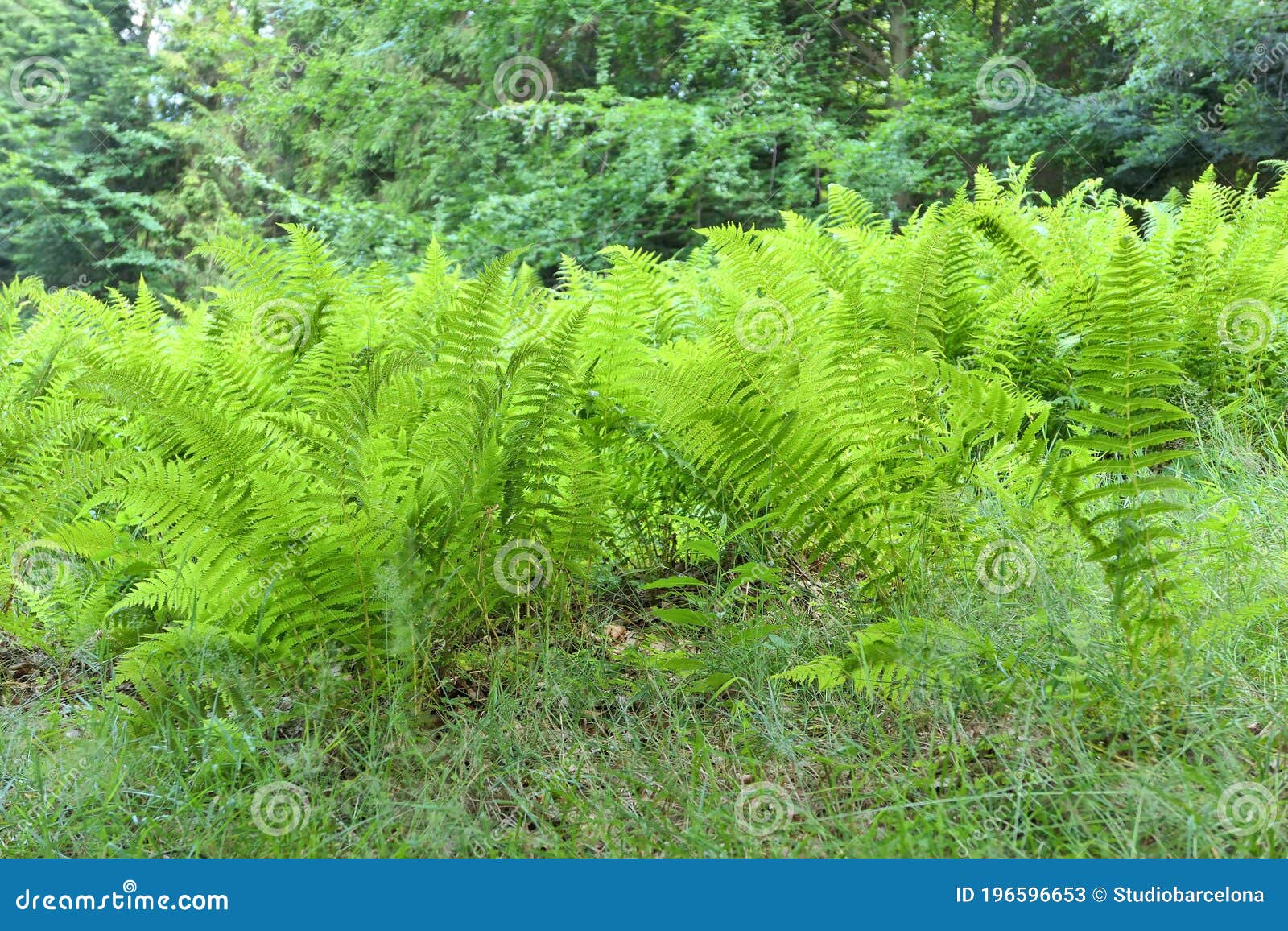 Green Ferns Growing on Forest Clearing Stock Image - Image of meadow ...