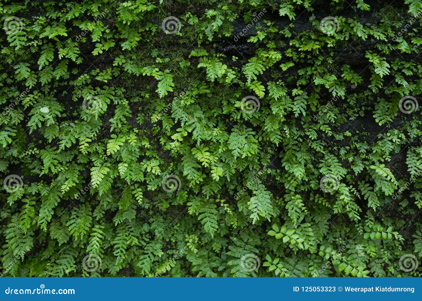 Green Ferns Growing on Rock Stock Image - Image of garden, botany ...