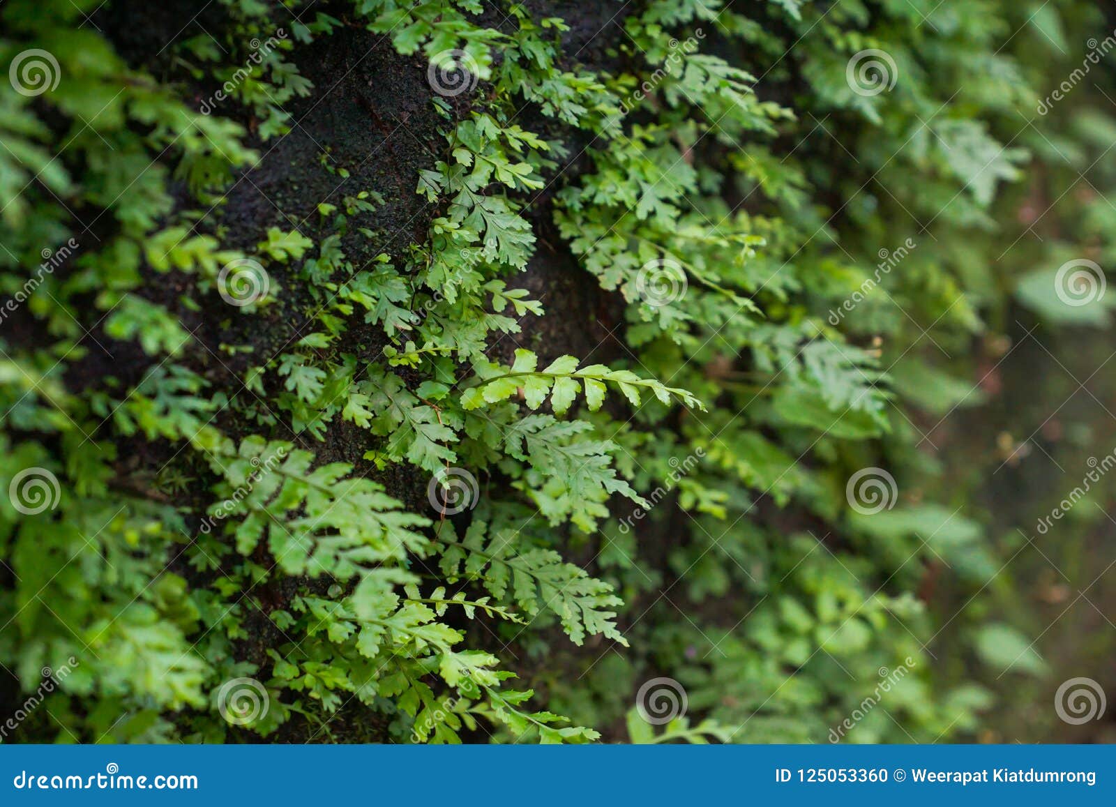 Green Ferns Growing on Rock Stock Photo - Image of deciduous, fern ...