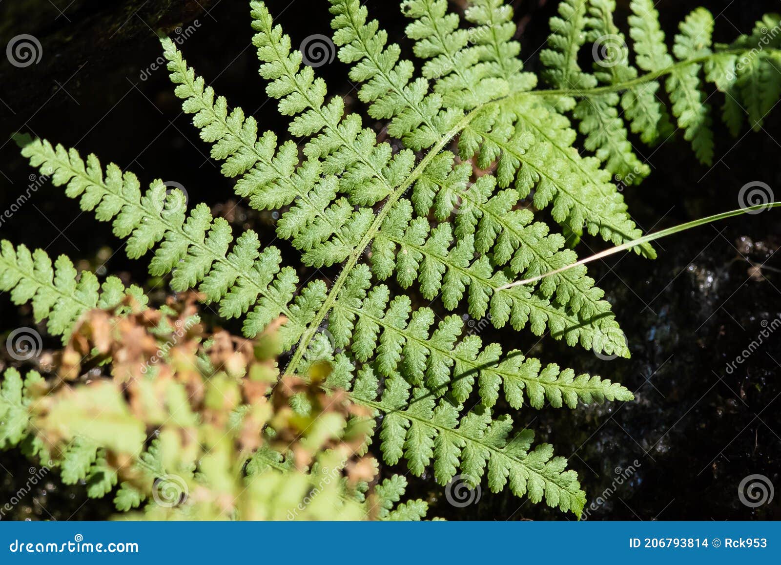 Green Ferns Scattered Along the Moist Forest Floor Stock Photo - Image ...