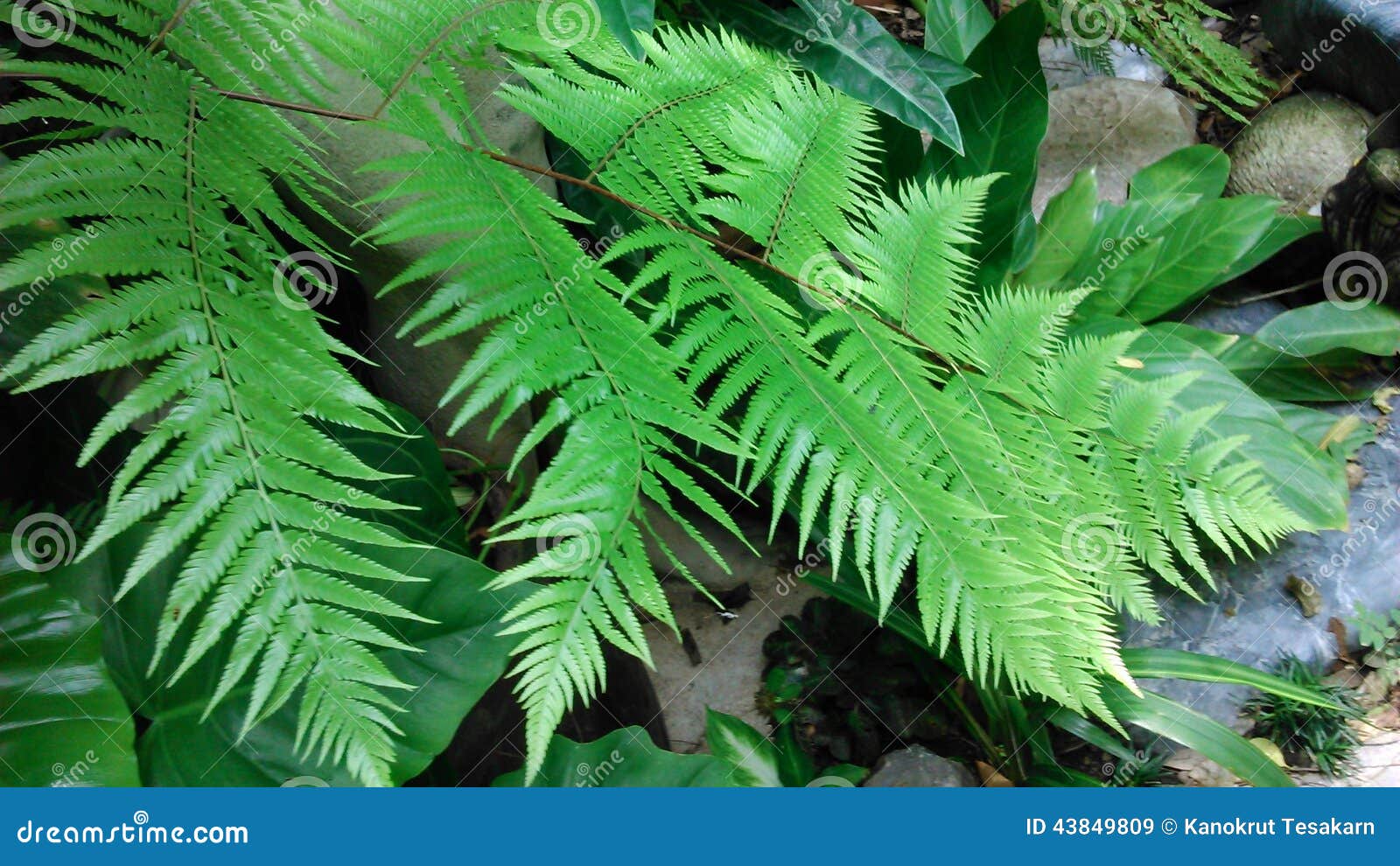 Green ferns stock image. Image of humid, spring, shiny - 43849809