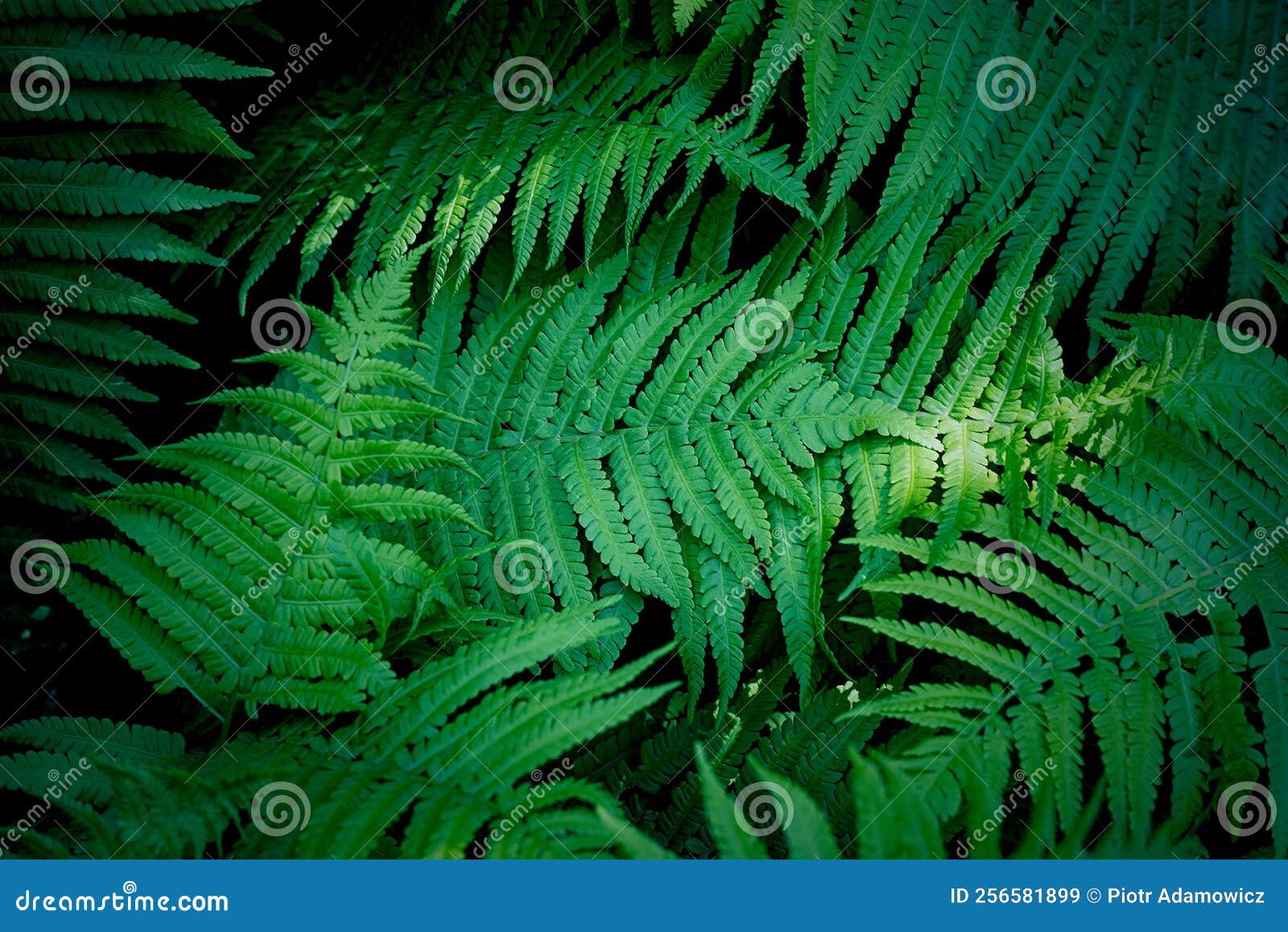 Green Ferns, Top View Background Stock Image - Image of ecology, nature ...