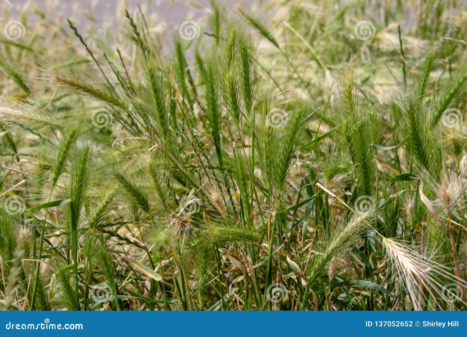 Green fiber crops stock photo. Image of crops, standing - 137052652