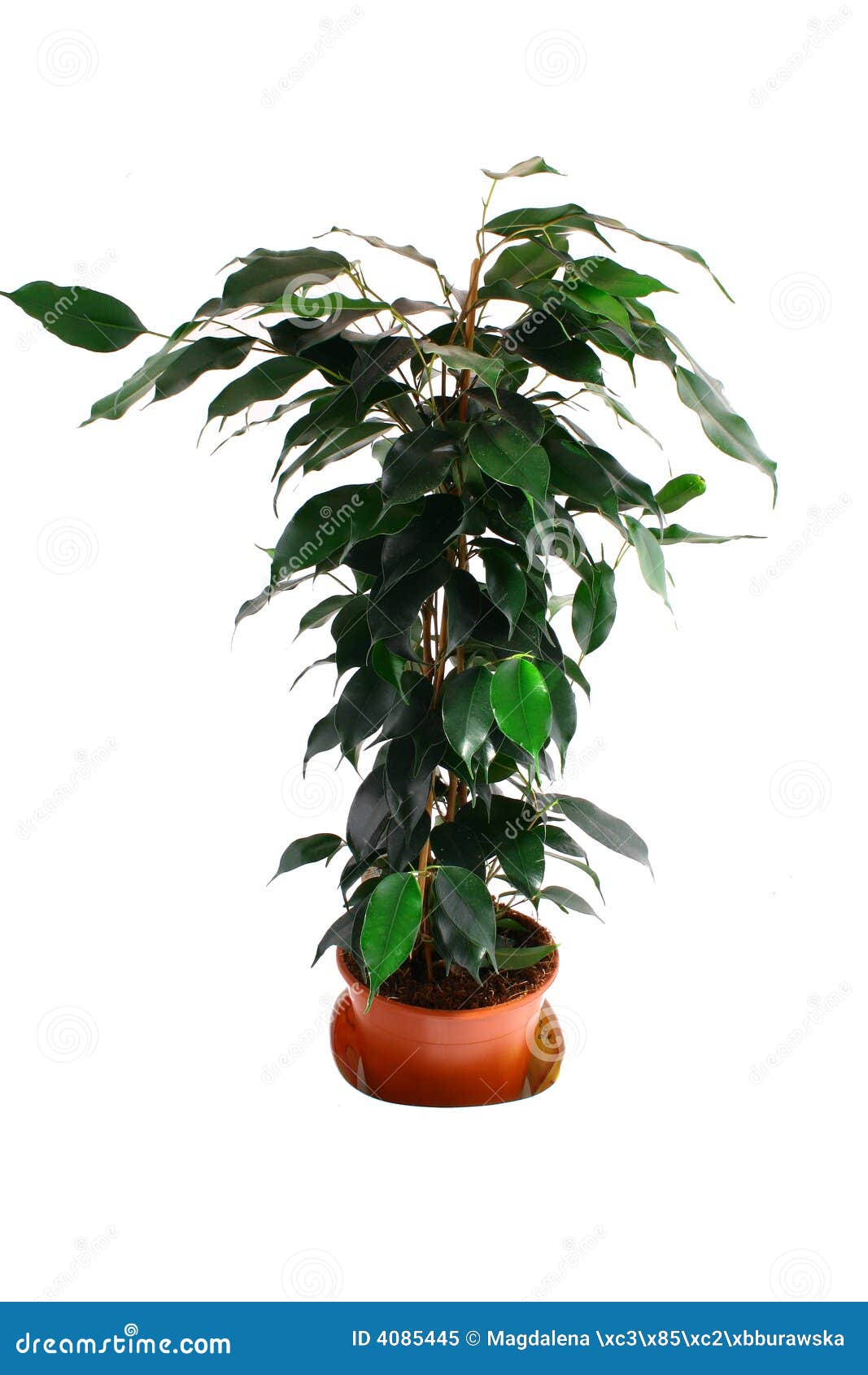 Green ficus stock image. Image of plant, room, growth - 4085445