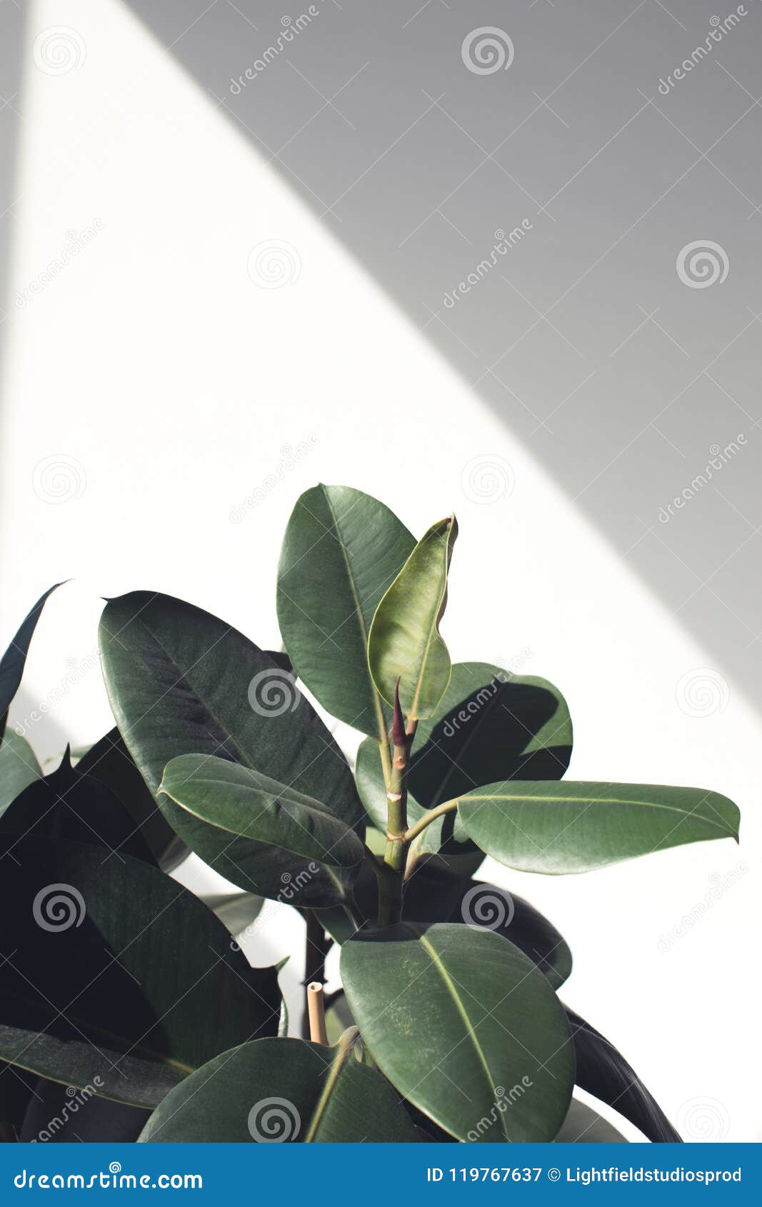Ficus plant with sunlight stock image. Image of ficus - 119767637