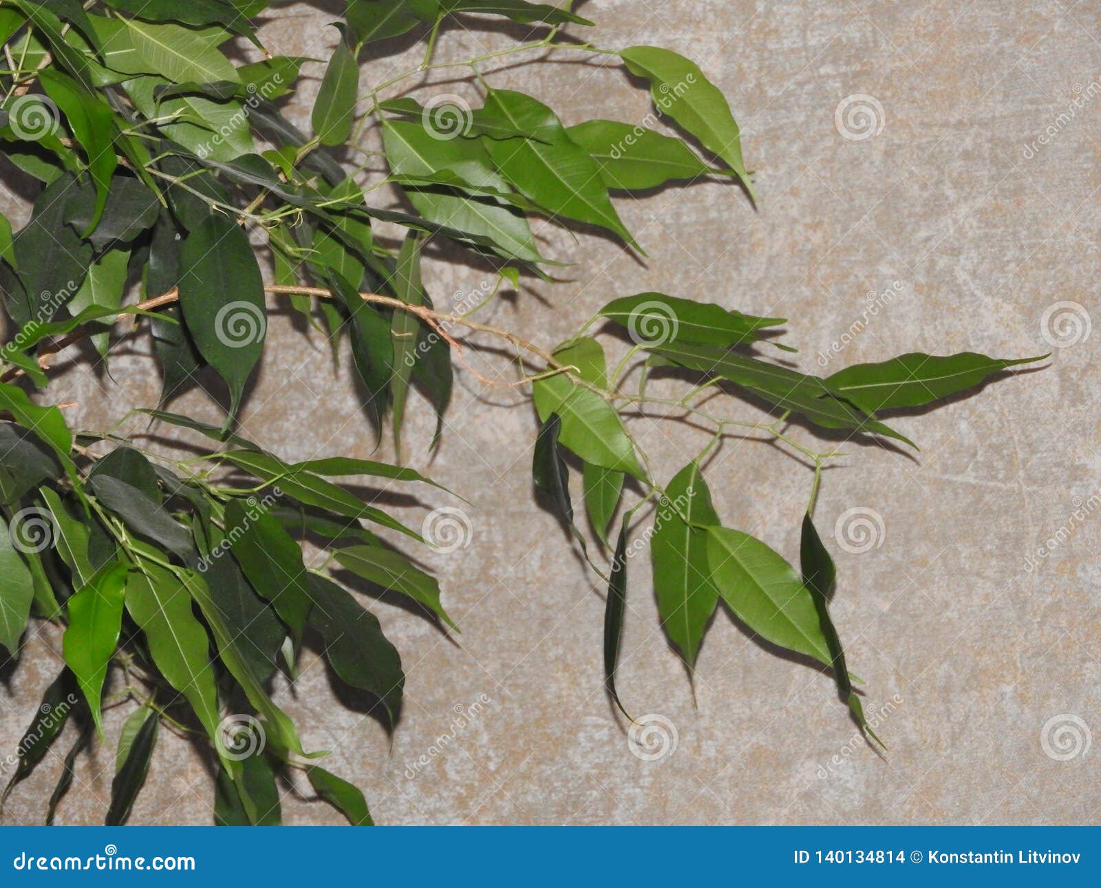 Green Ficus Sheets Against the Backdrop of the Wall in the Shade Stock ...
