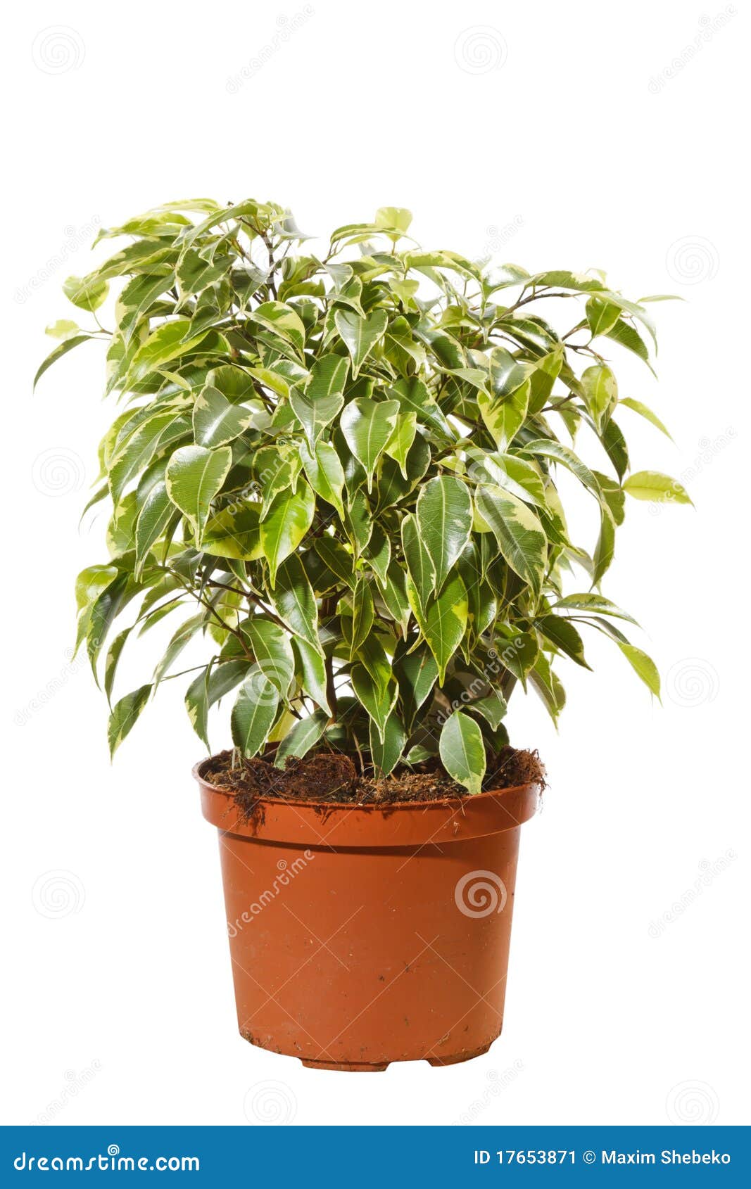 Green ficus tree stock image. Image of plant, tree, nature - 17653871