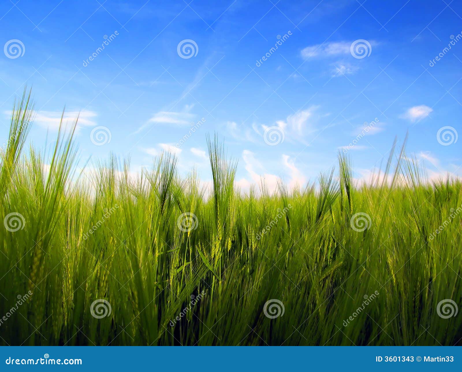 Green field stock image. Image of horizon, skyline, flora - 3601343