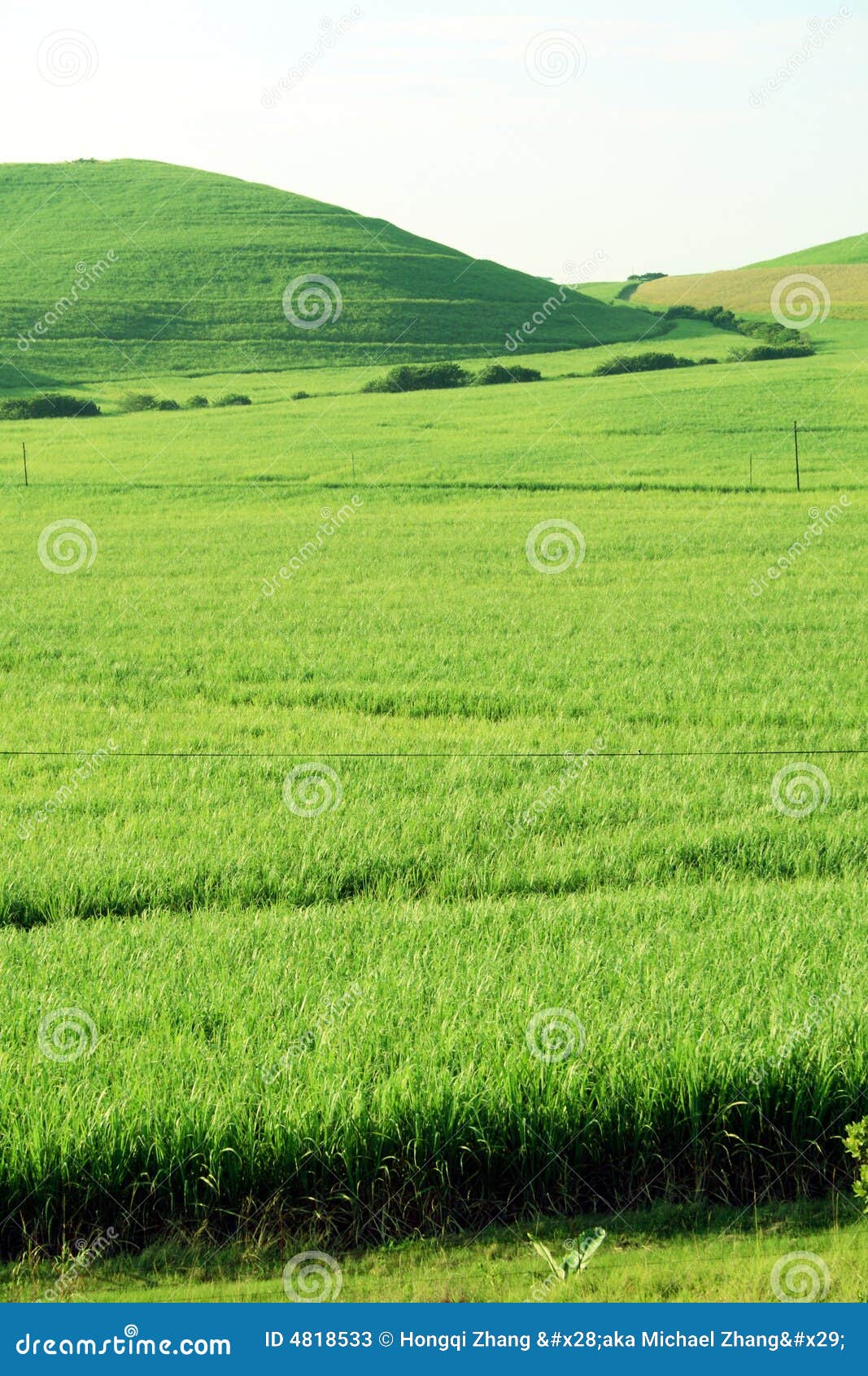 Green field stock image. Image of clouds, cultivation - 4818533