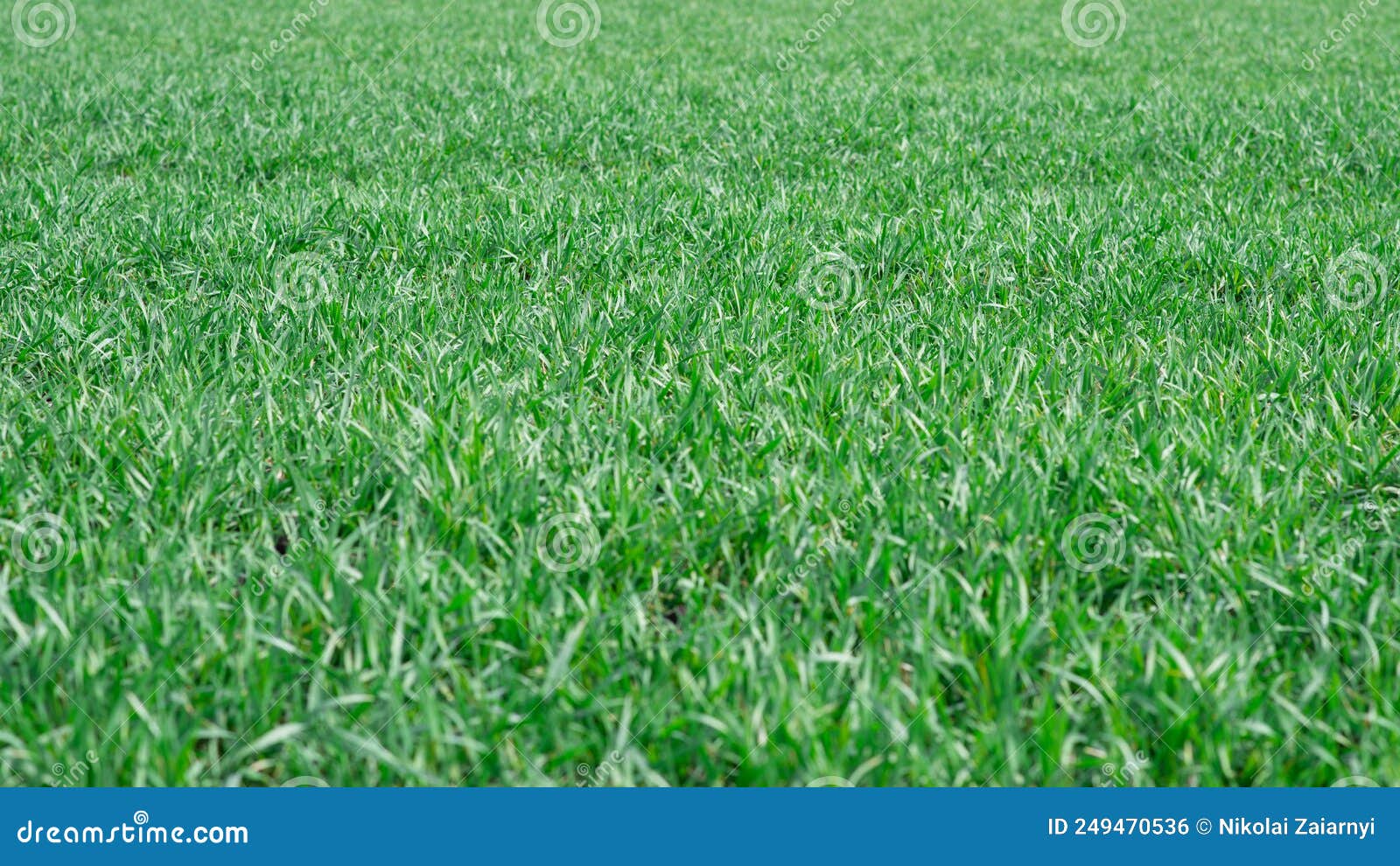 Green Field As a Background. Stock Photo - Image of farming ...