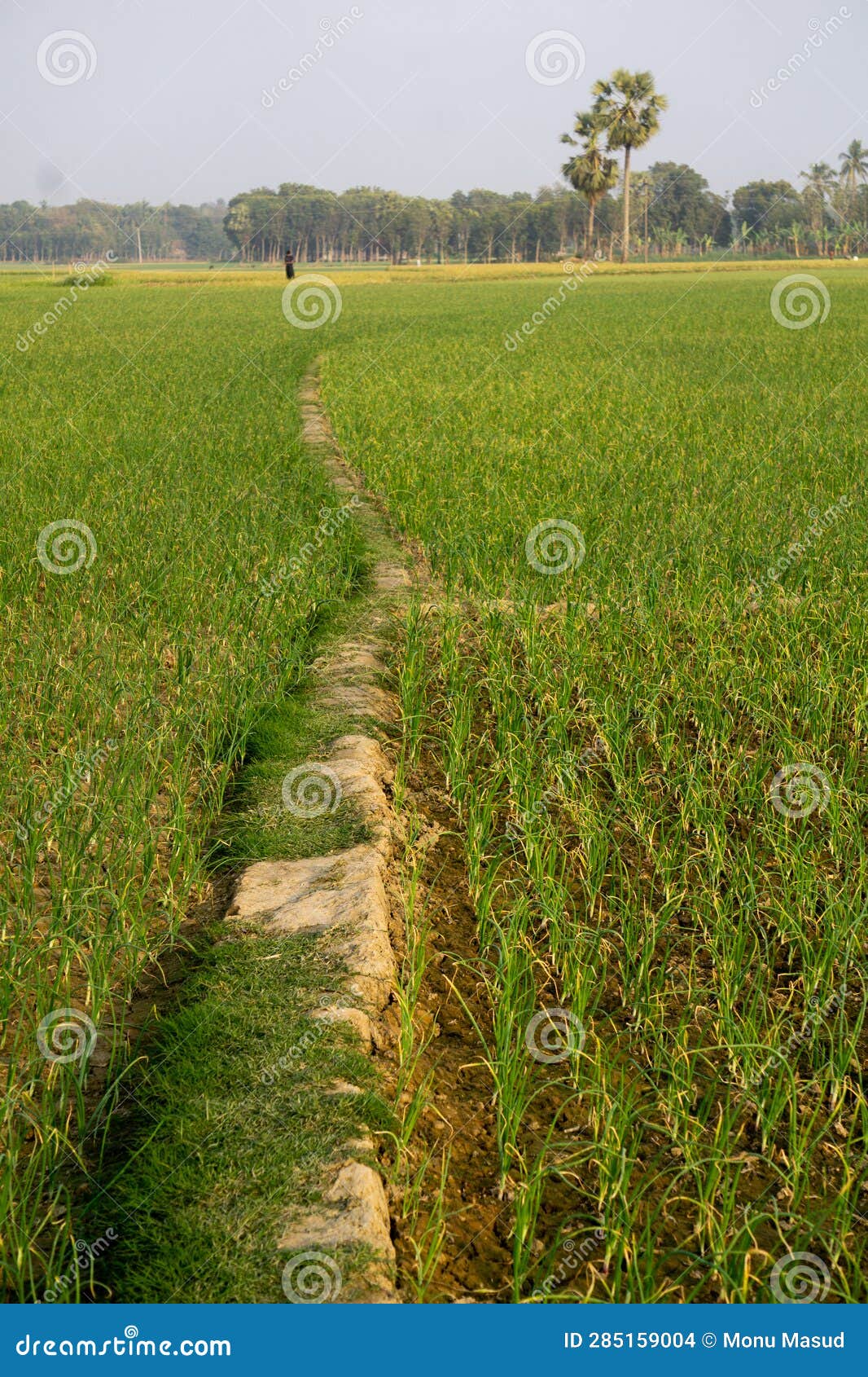 Green Field Background. Long Narrow Path Covered with Green Grass Stock ...