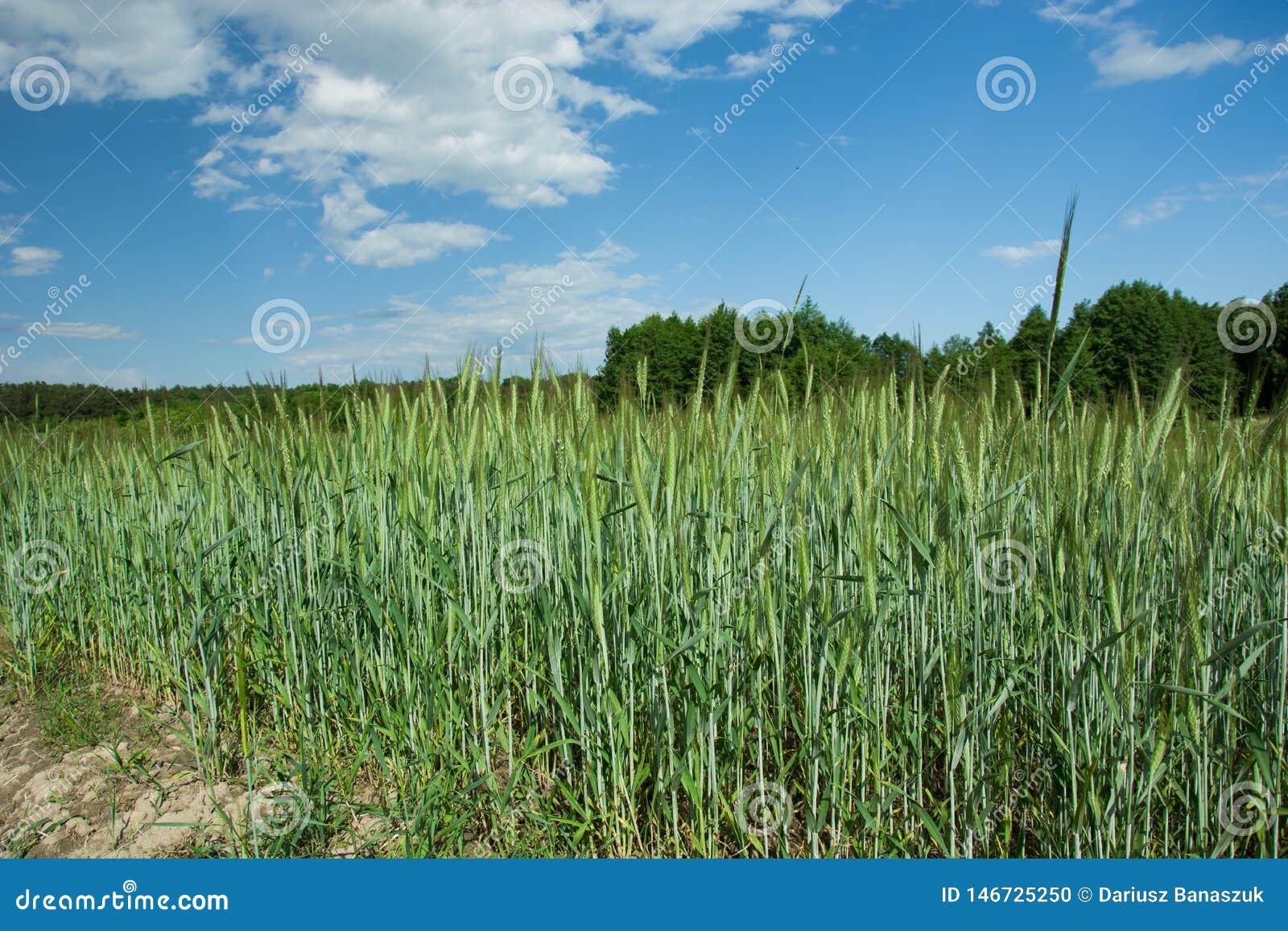 Green Field of Barley, Trees on the Horizon and Clouds on Blue Sky ...