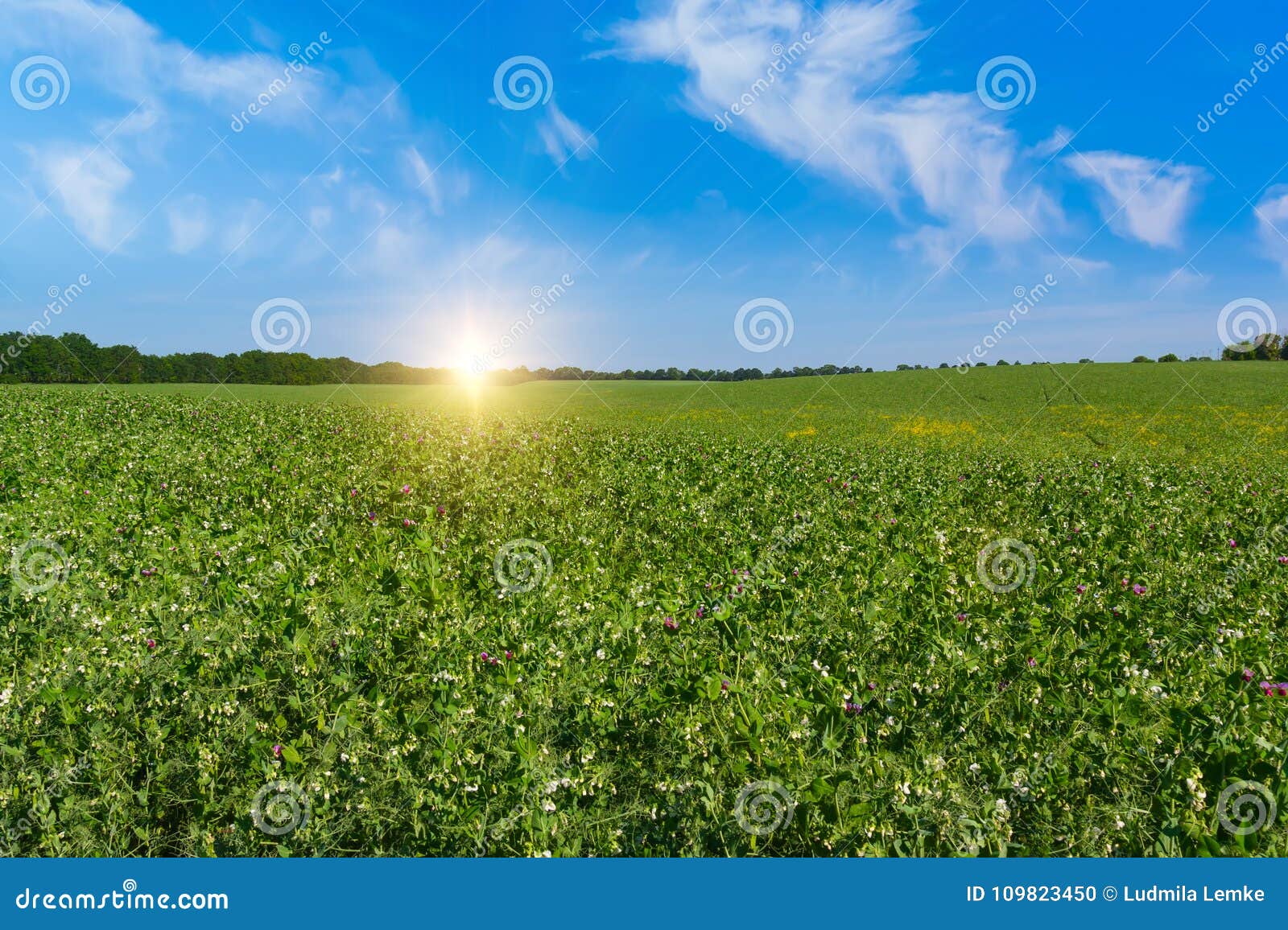 Green Field and Beautiful Sunrise. Stock Photo - Image of farm ...