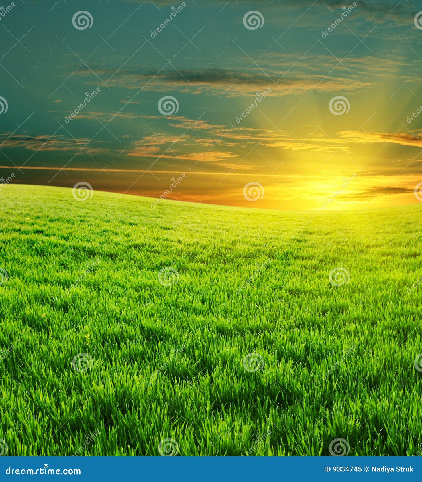 Green Field and Beautiful Sunset Stock Image - Image of growing, field ...