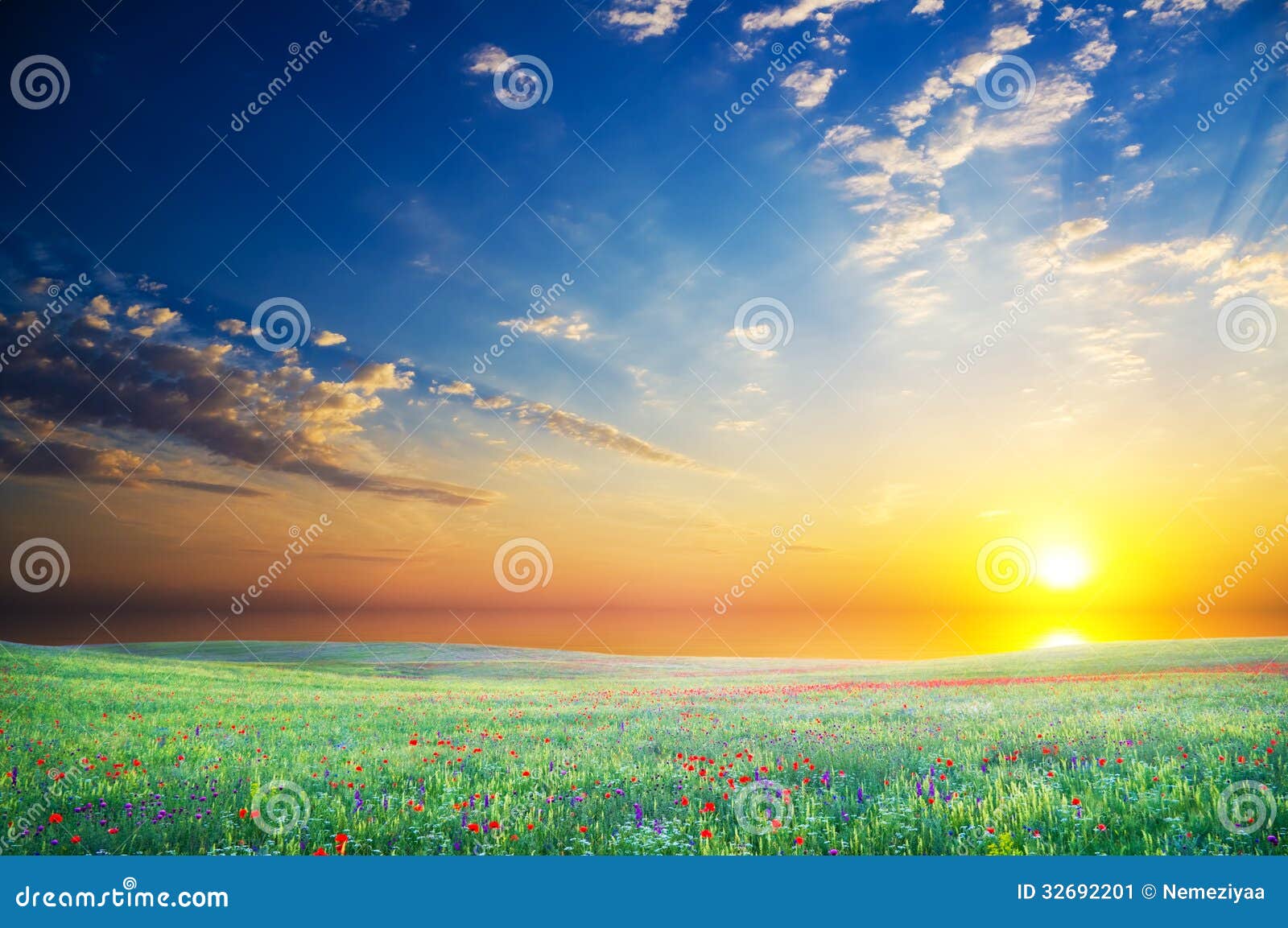 Green Field with Blooming Flowers Stock Image - Image of dawn, rural: 32692201
