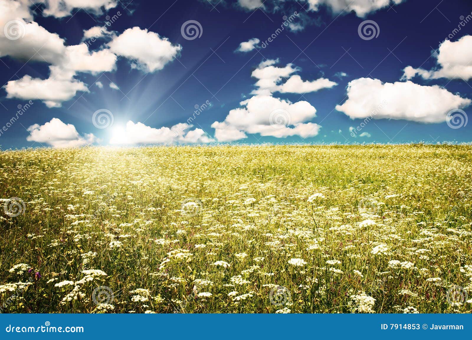 Green Field with Blooming Flowers and Blue Sky Stock Image - Image of ...