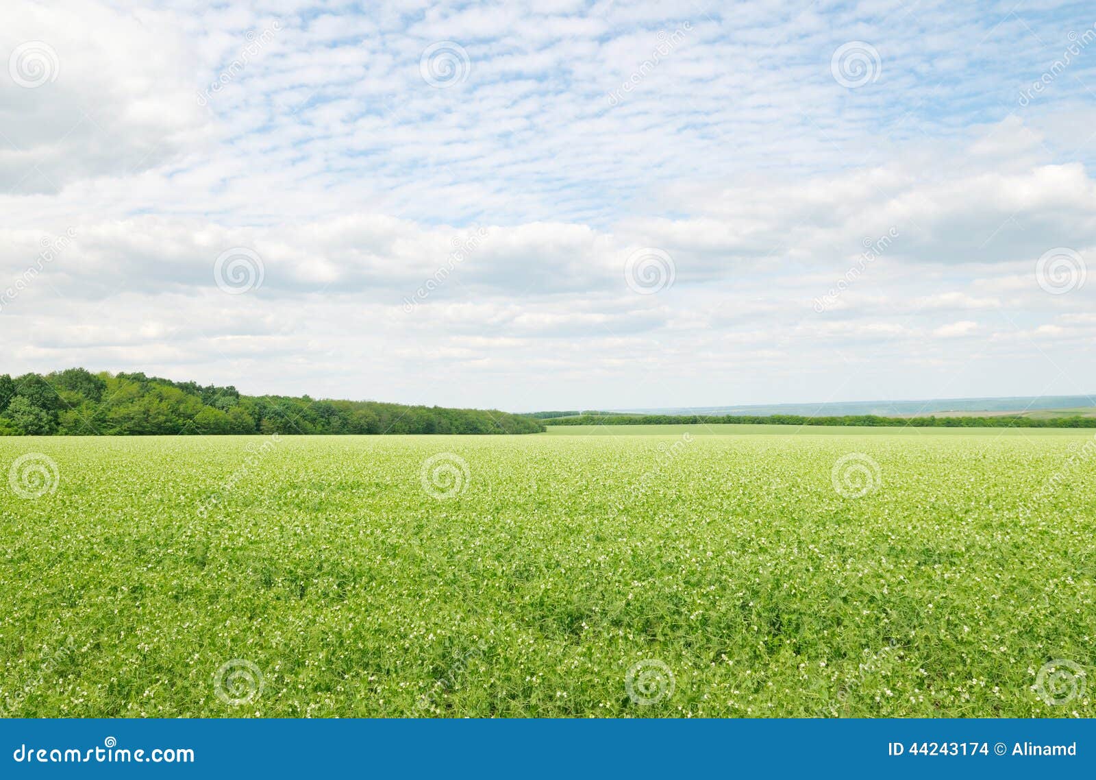 Green field and blue sky stock photo. Image of rural - 44243174