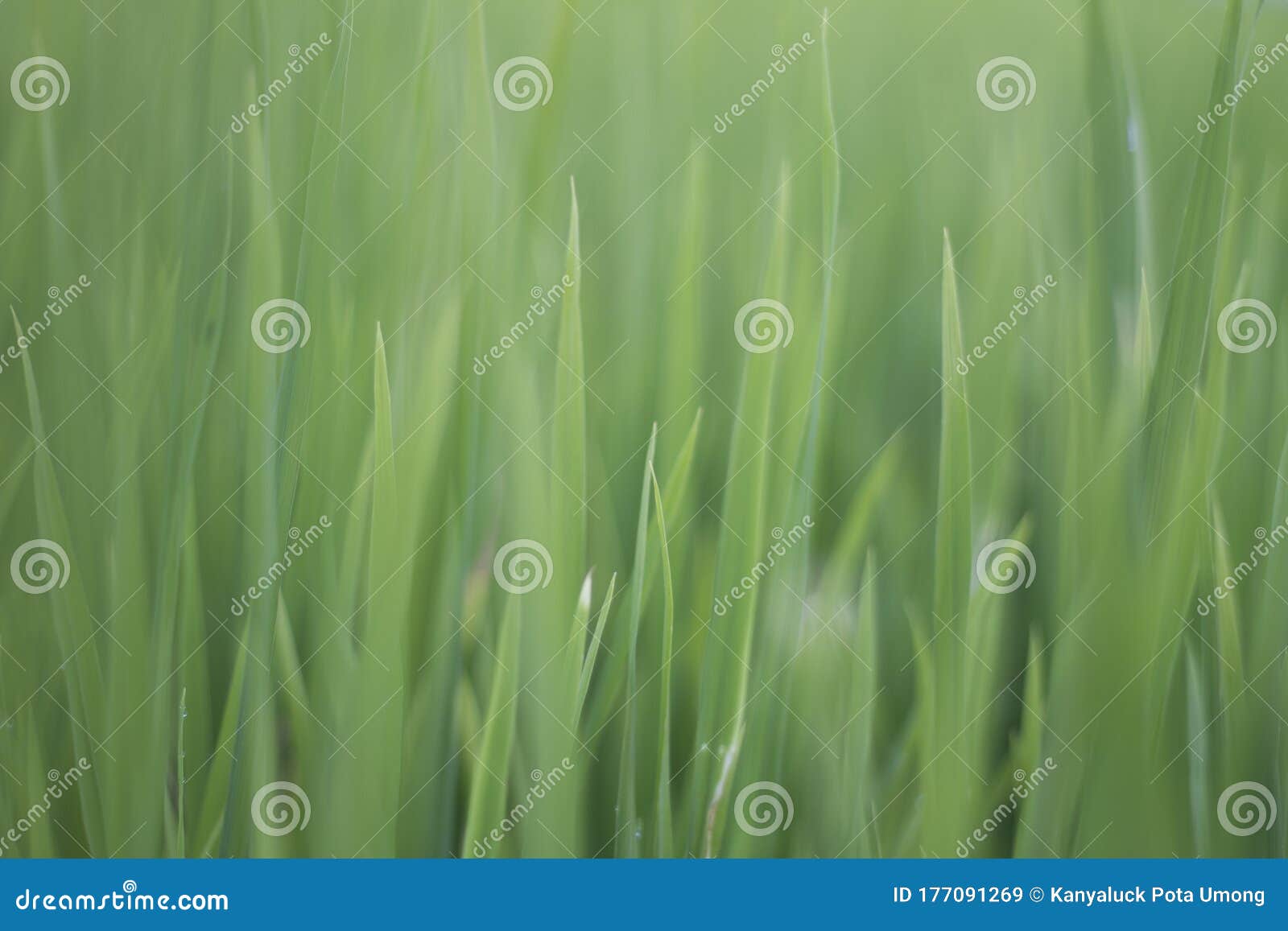 Green Field Blur for Background Stock Image - Image of agriculture ...