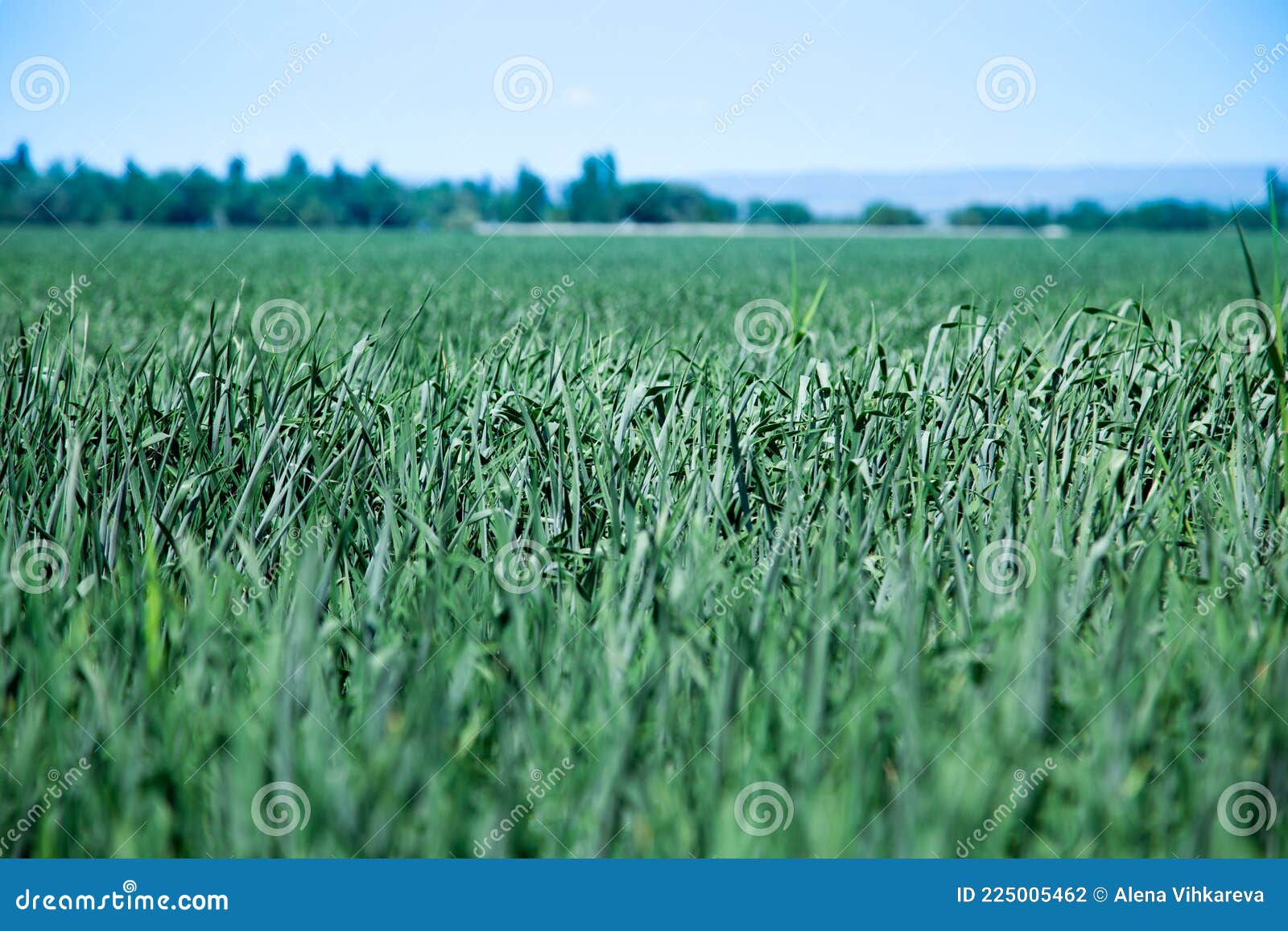 Green Field of Bread. Farming. Summer Day. Nature Stock Photo - Image ...