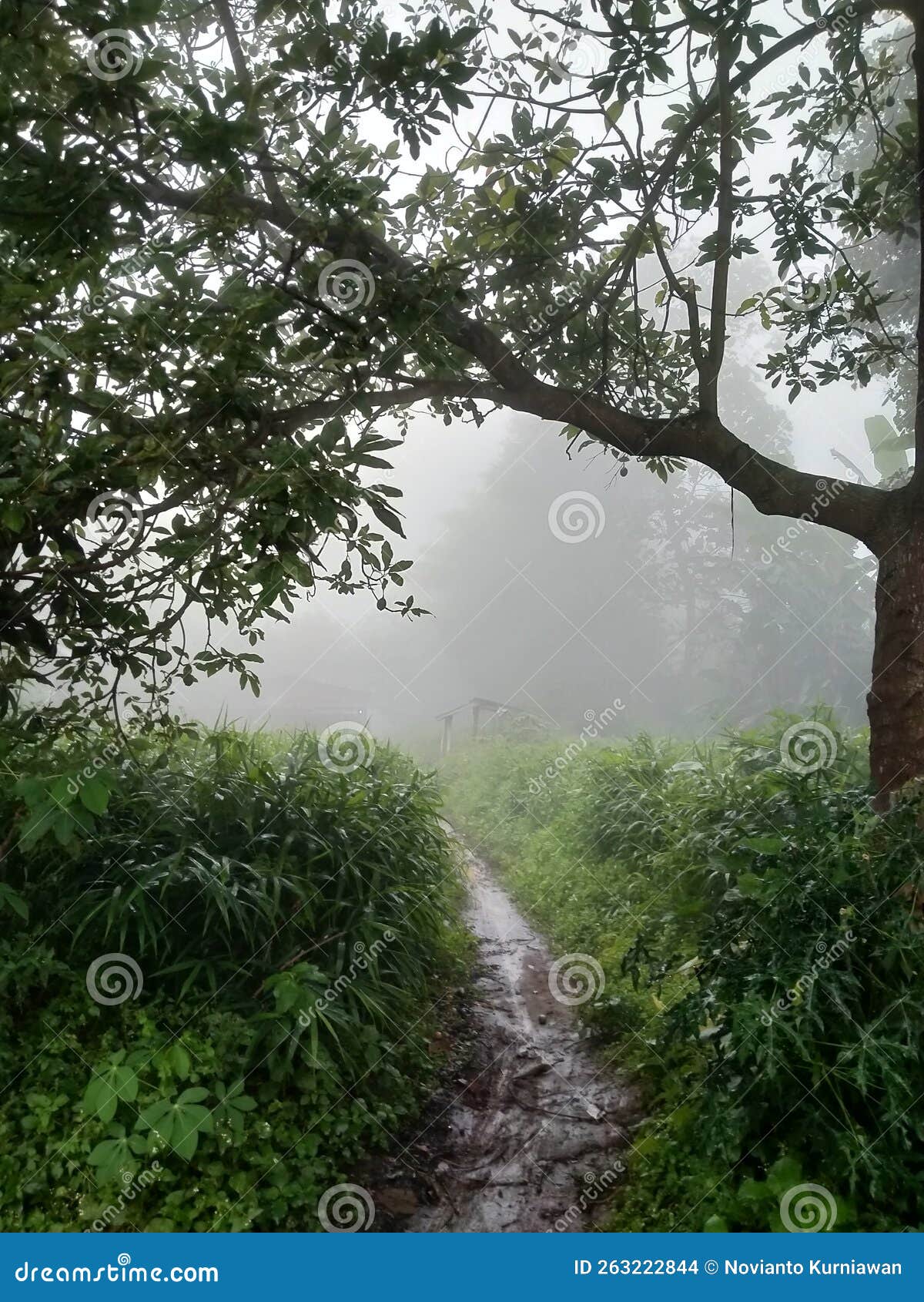 Field Bunds Stock Photos - Free & Royalty-Free Stock Photos from Dreamstime