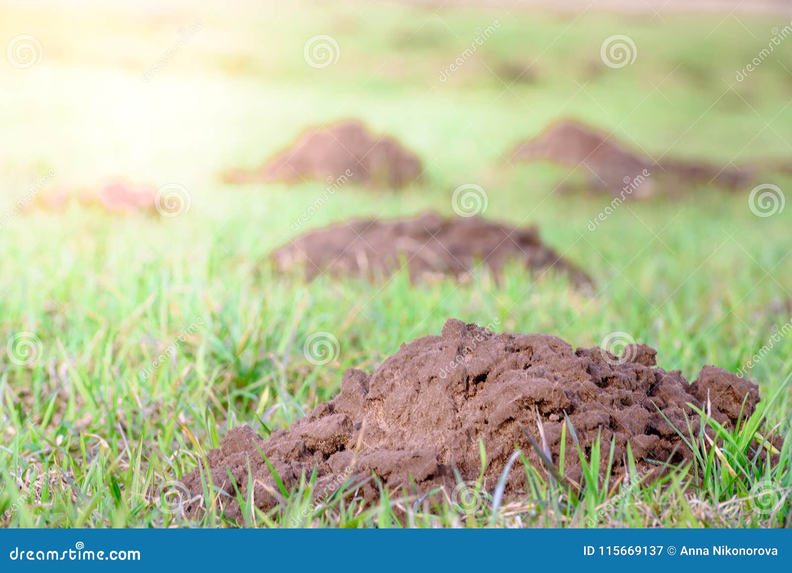 Green Field with Burrows of Moles Stock Image - Image of destruction ...