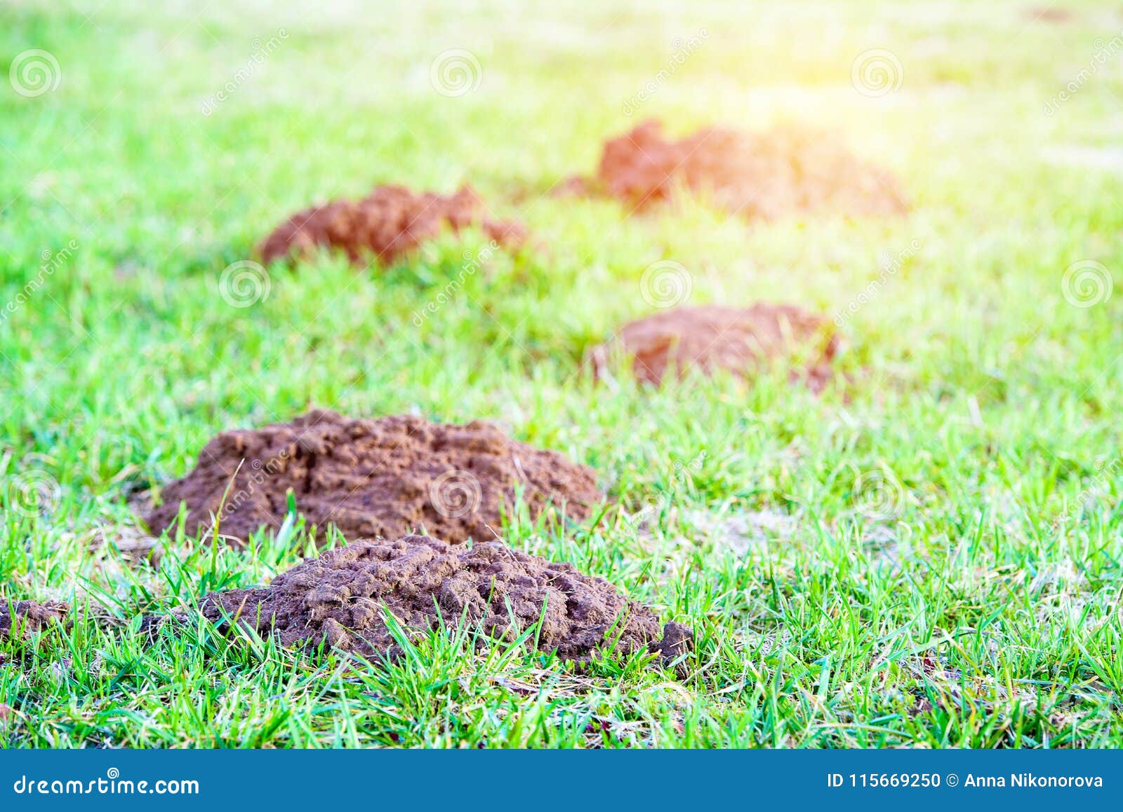 Molehill Or Conical Mound Of Loose Soil Raised By Small Burrowing ...