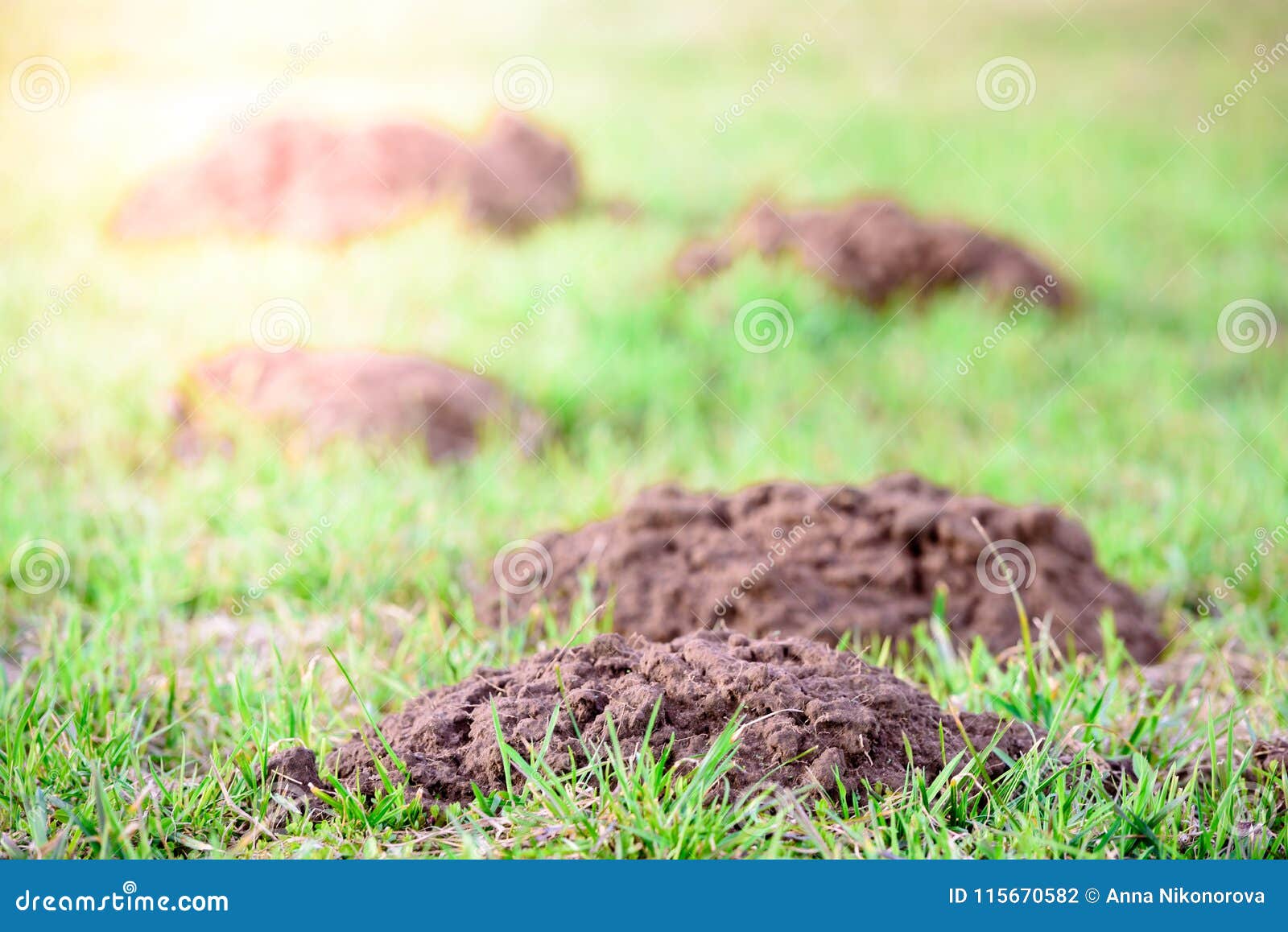 Molehill Or Conical Mound Of Loose Soil Raised By Small Burrowing ...