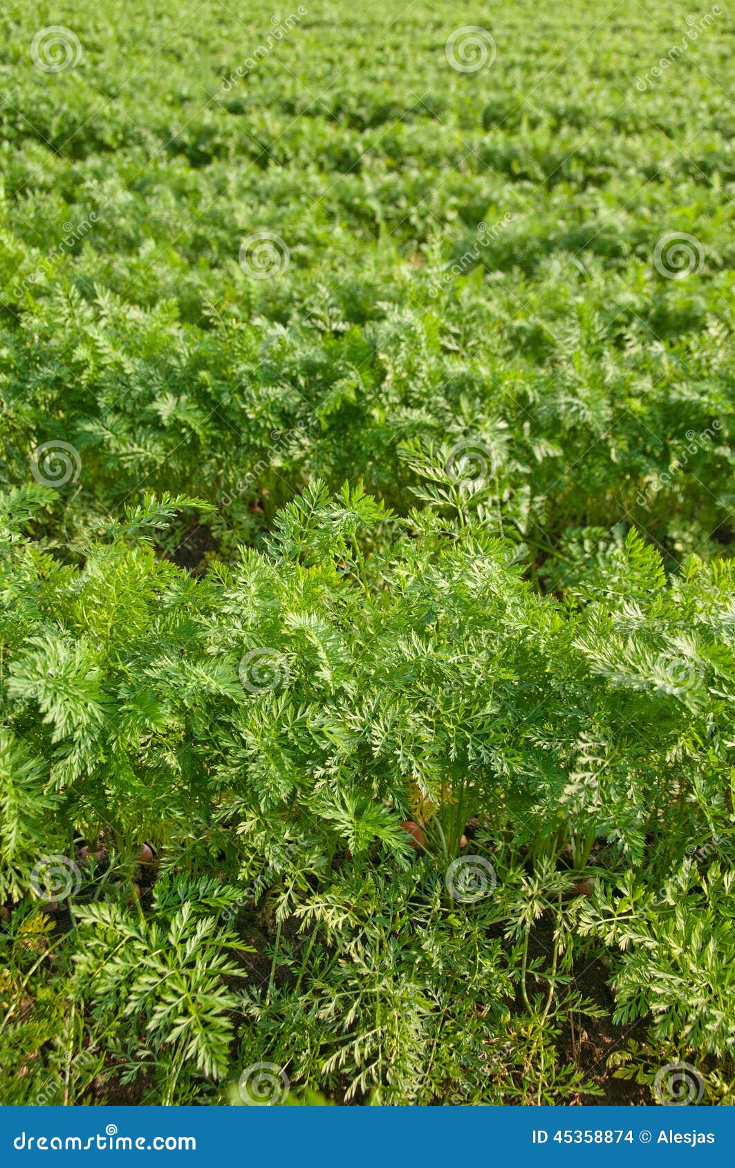 Green field of carrot stock photo. Image of food, lines - 45358874