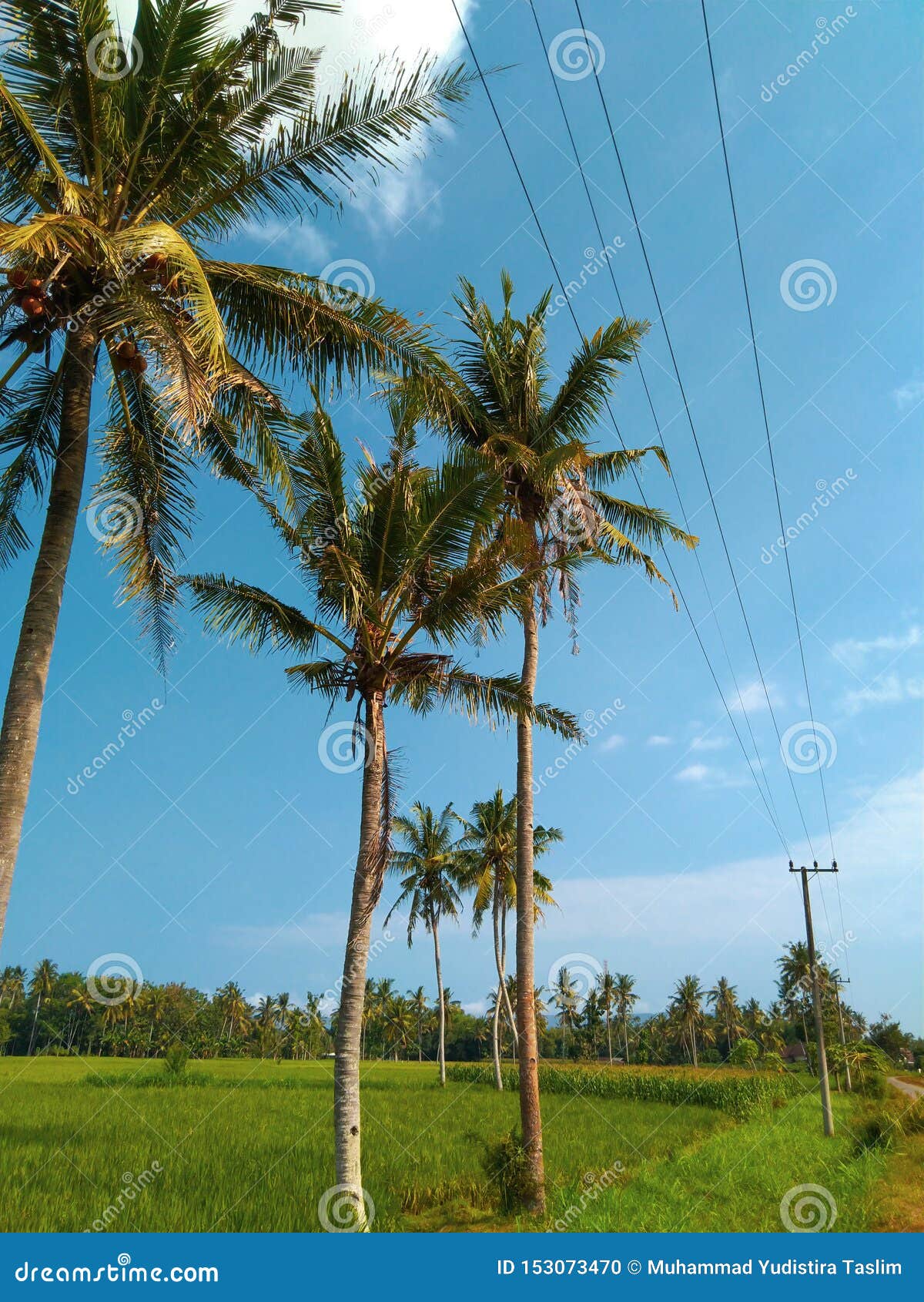 Green Field with Coconut Tree Stock Photo - Image of beauty, tropical ...