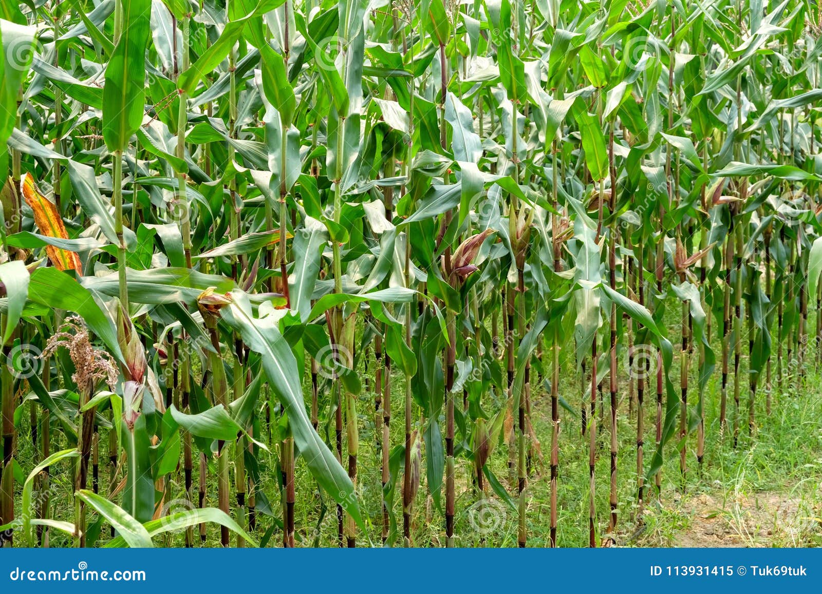 Green Field of Corn Growing Up in Farm Stock Image - Image of cloudy ...