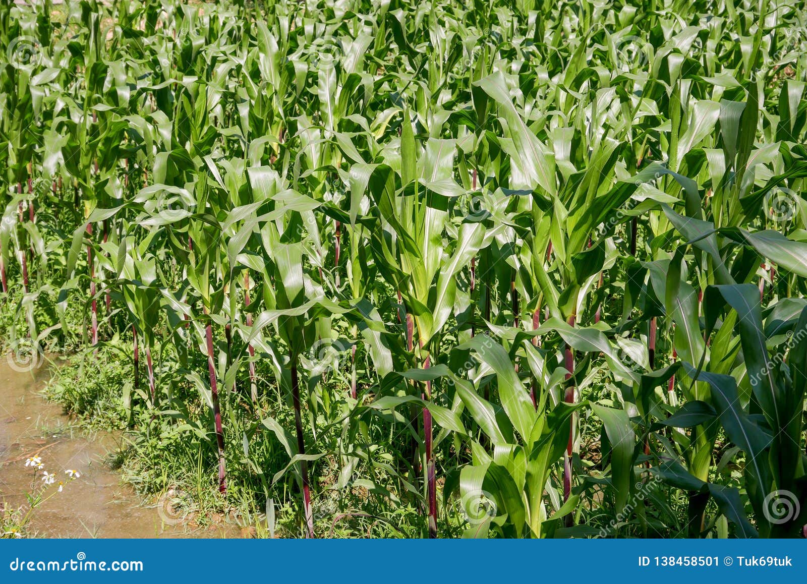 Green Field of Corn Growing Up in Farm Stock Image - Image of farming ...