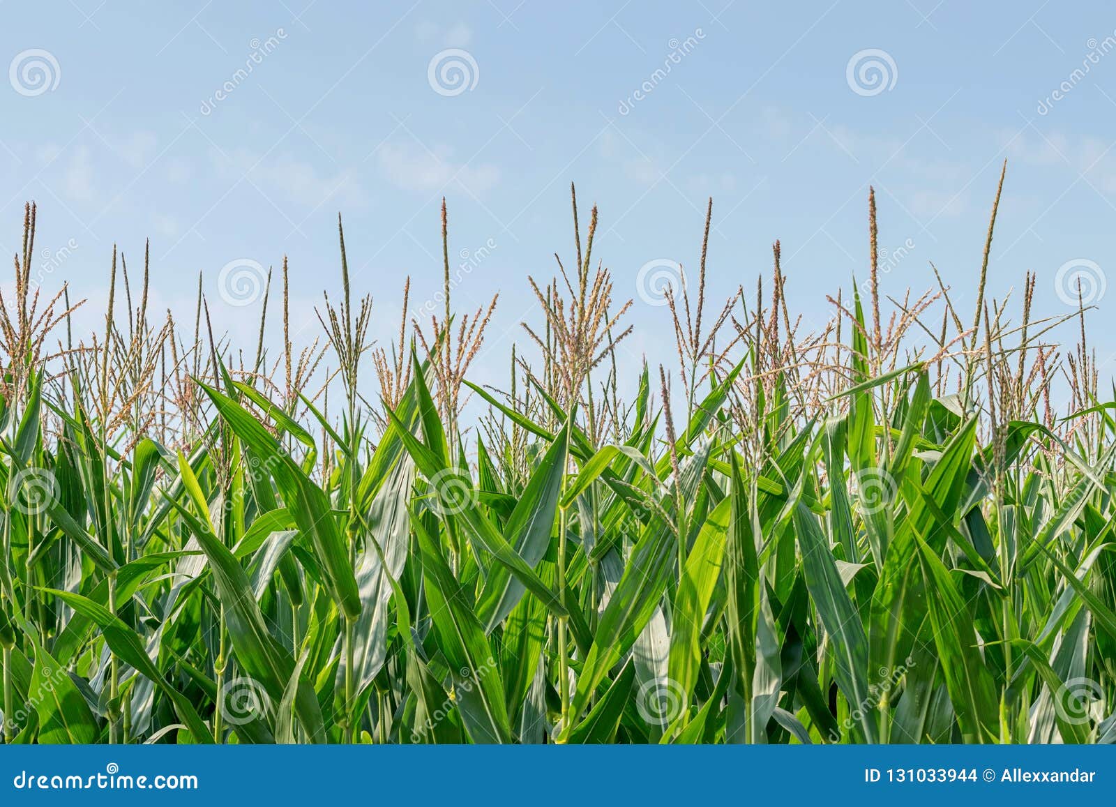 Green Field of Corn Growing Up in Farmland Stock Photo - Image of maize ...