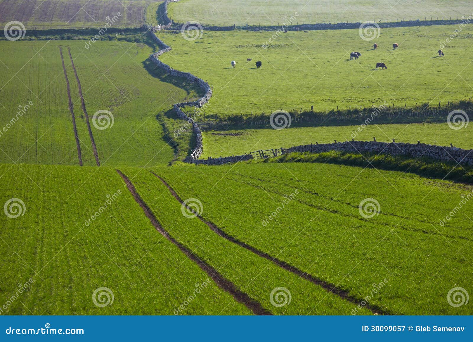 Green field in Scotland stock image. Image of english - 30099057