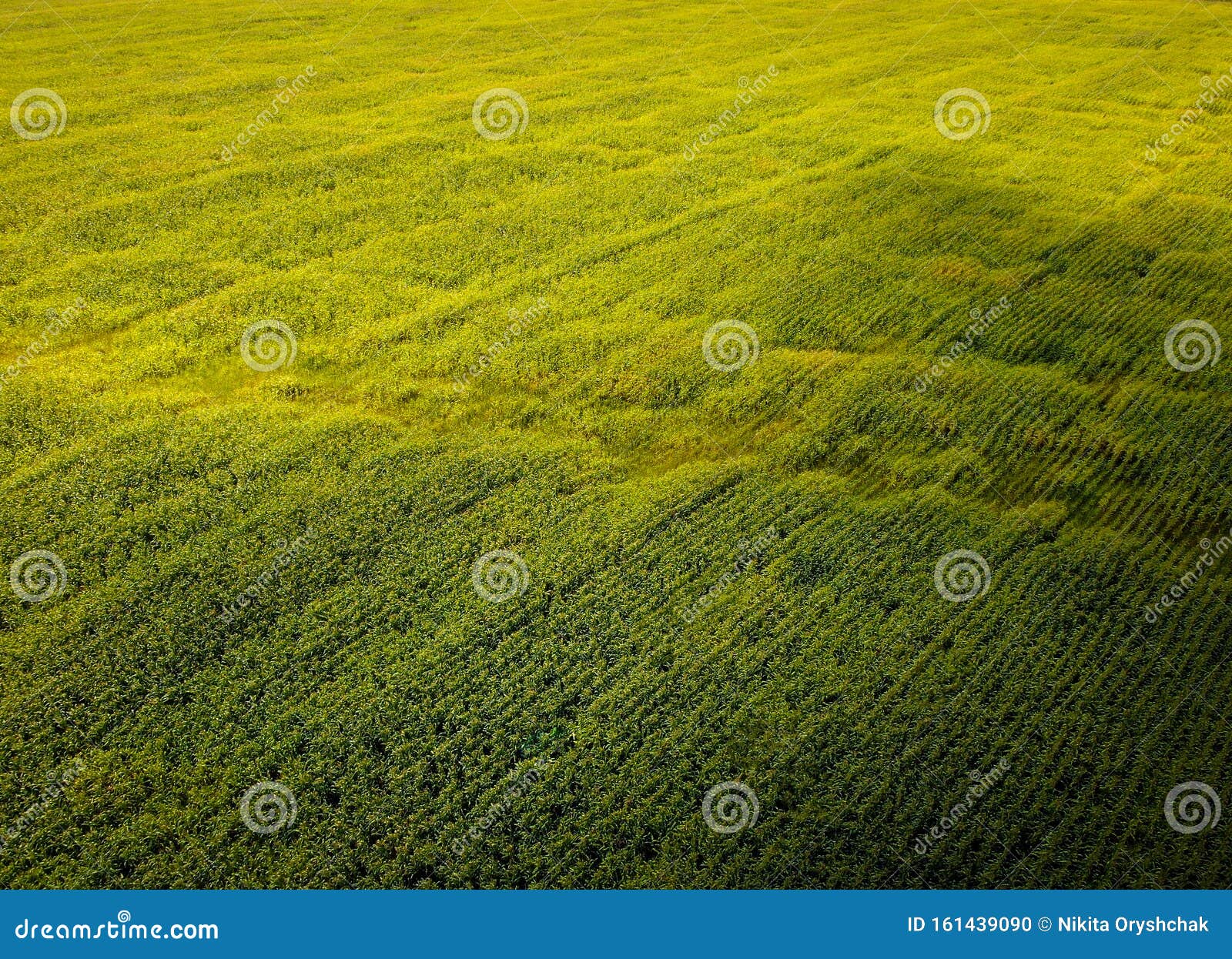 Green Field with a Crop. Texture Stock Photo - Image of city, plains ...