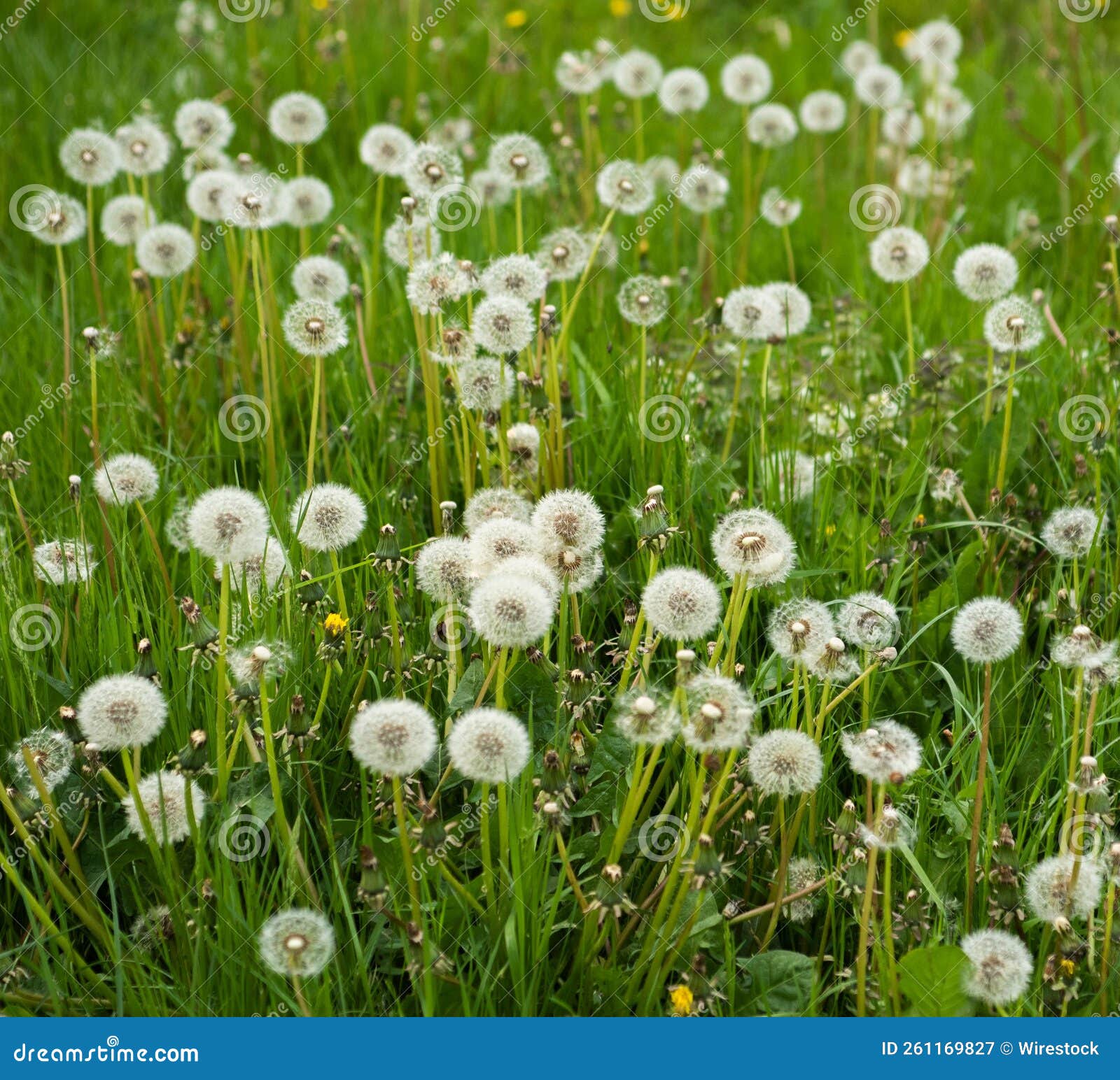 Green Field of Dandelion Flowers Stock Image - Image of spring, flowers ...