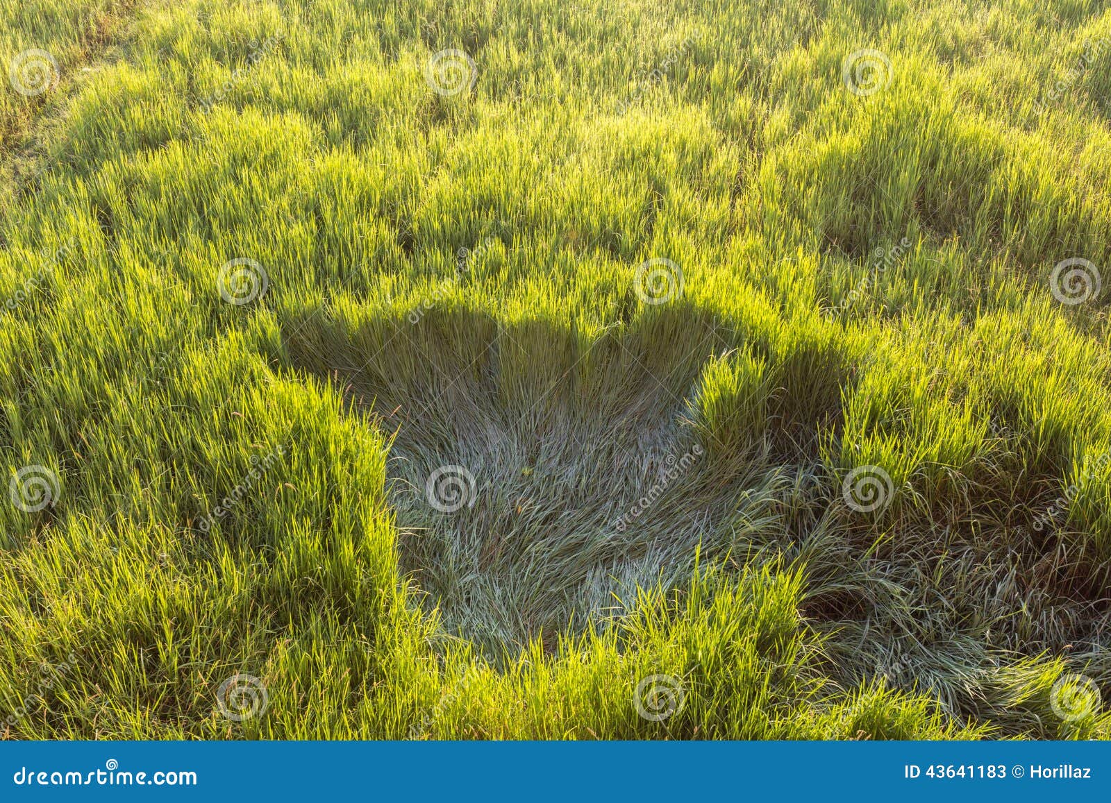 286 Green Field Ditches Photos - Free & Royalty-Free Stock Photos from ...