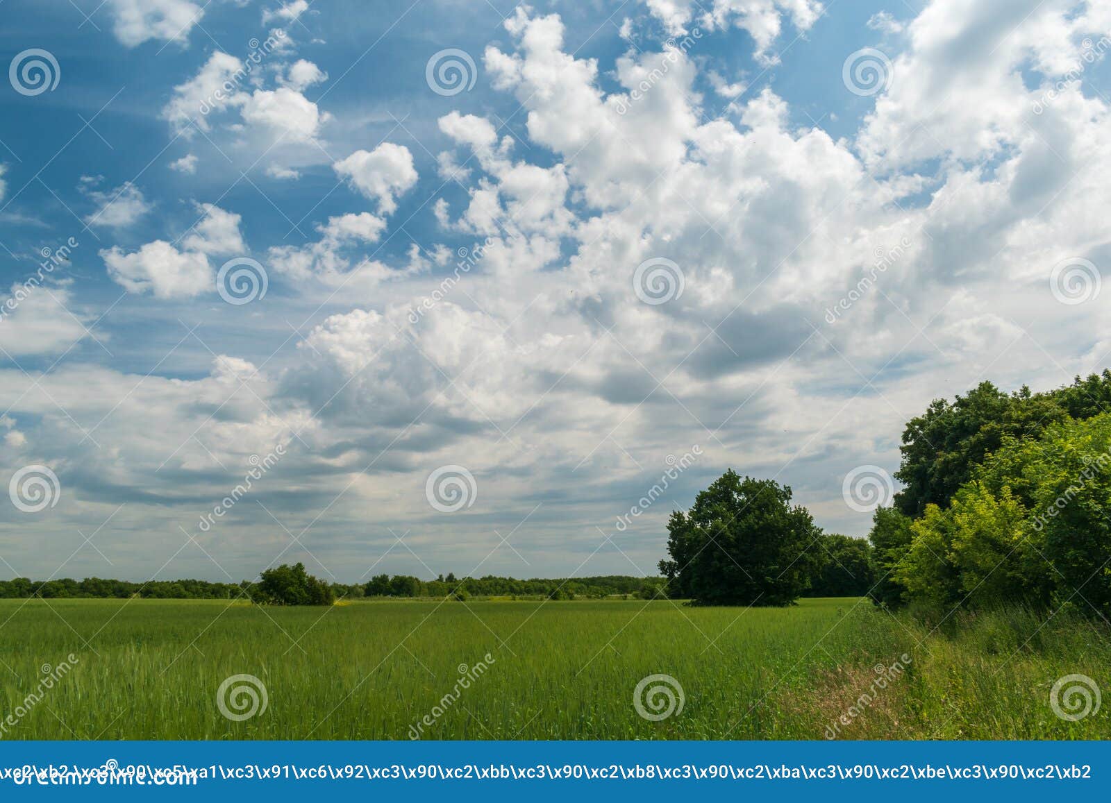 Green Field on the Edge of the Forest Stock Image - Image of autumn ...