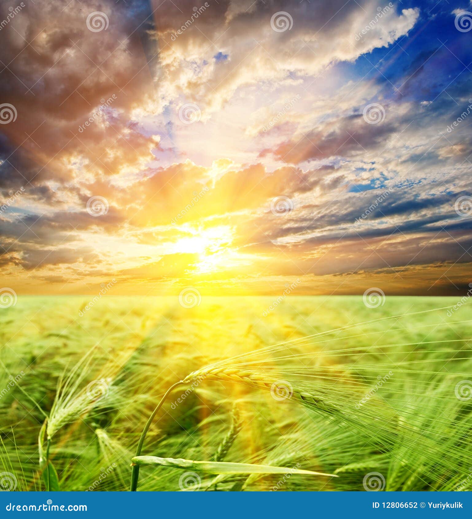 Green field by an evening stock photo. Image of meal - 12806652