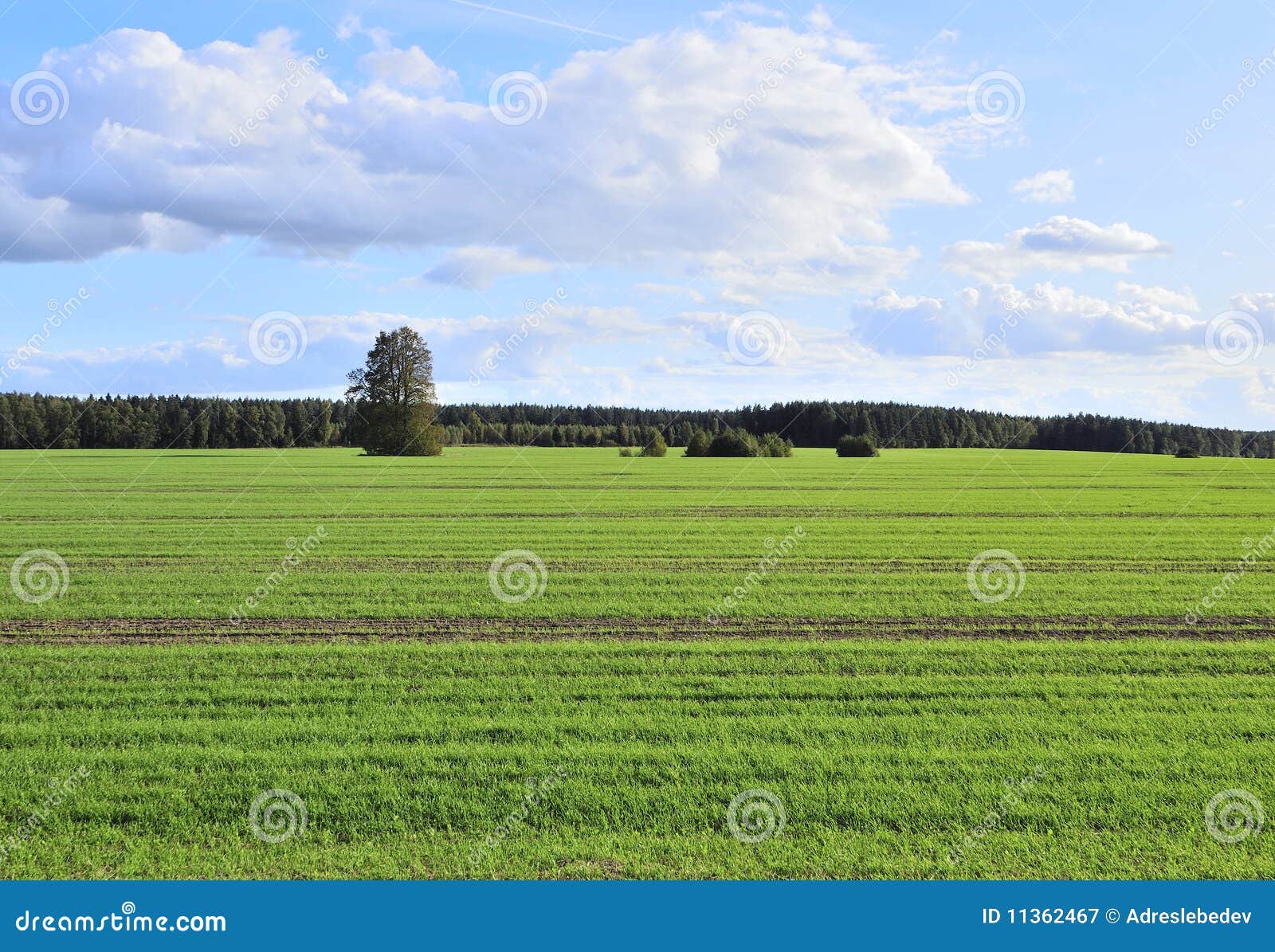 Green field of farm stock image. Image of freedom, meadow - 11362467