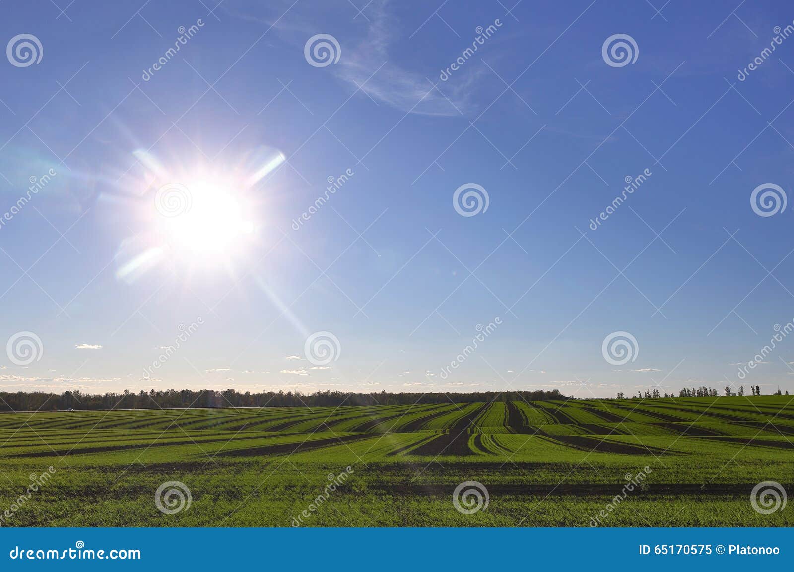 Green field farm sun. stock image. Image of field, environment - 65170575