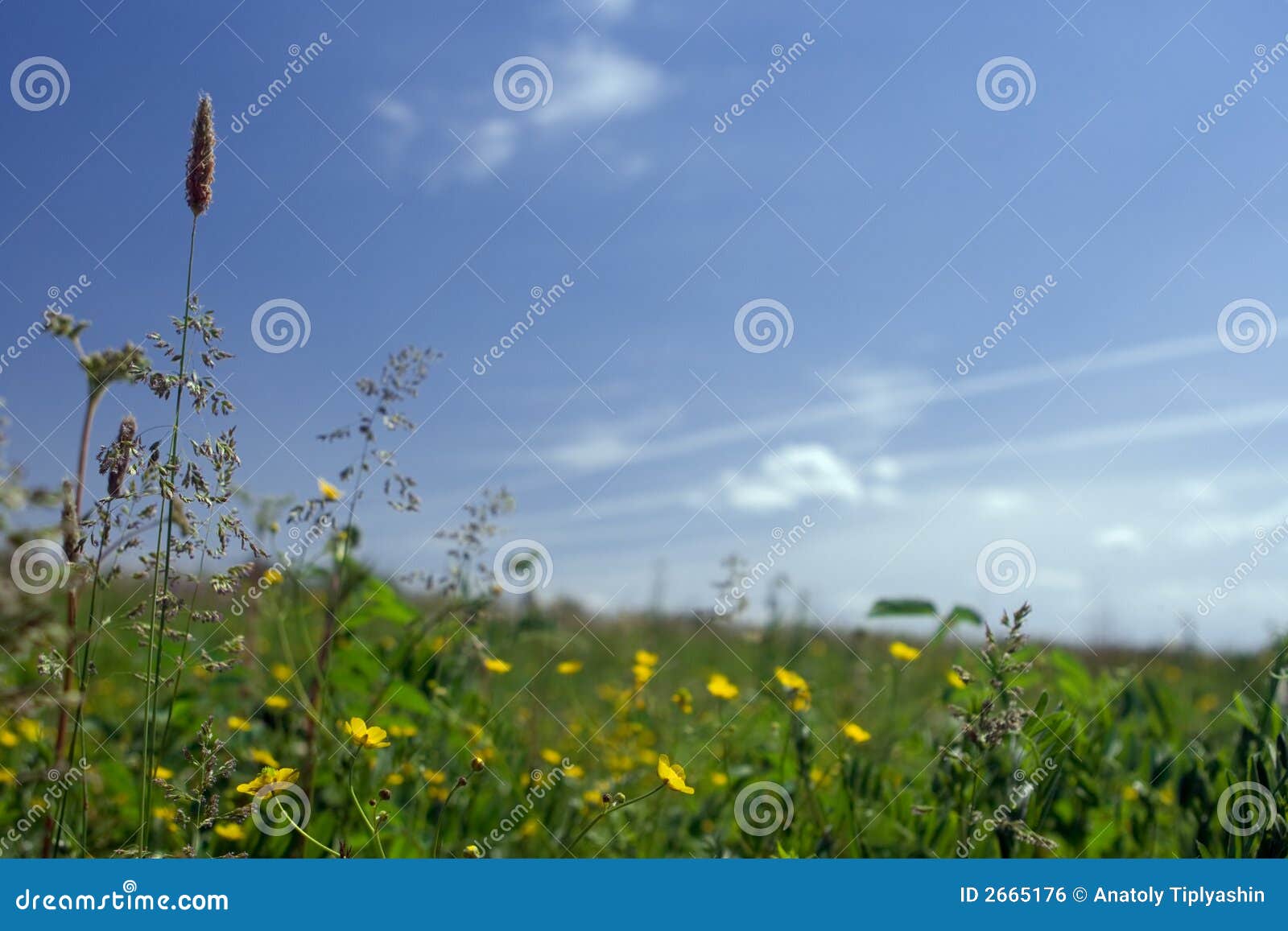 Green field with flowers stock photo. Image of landscape - 2665176