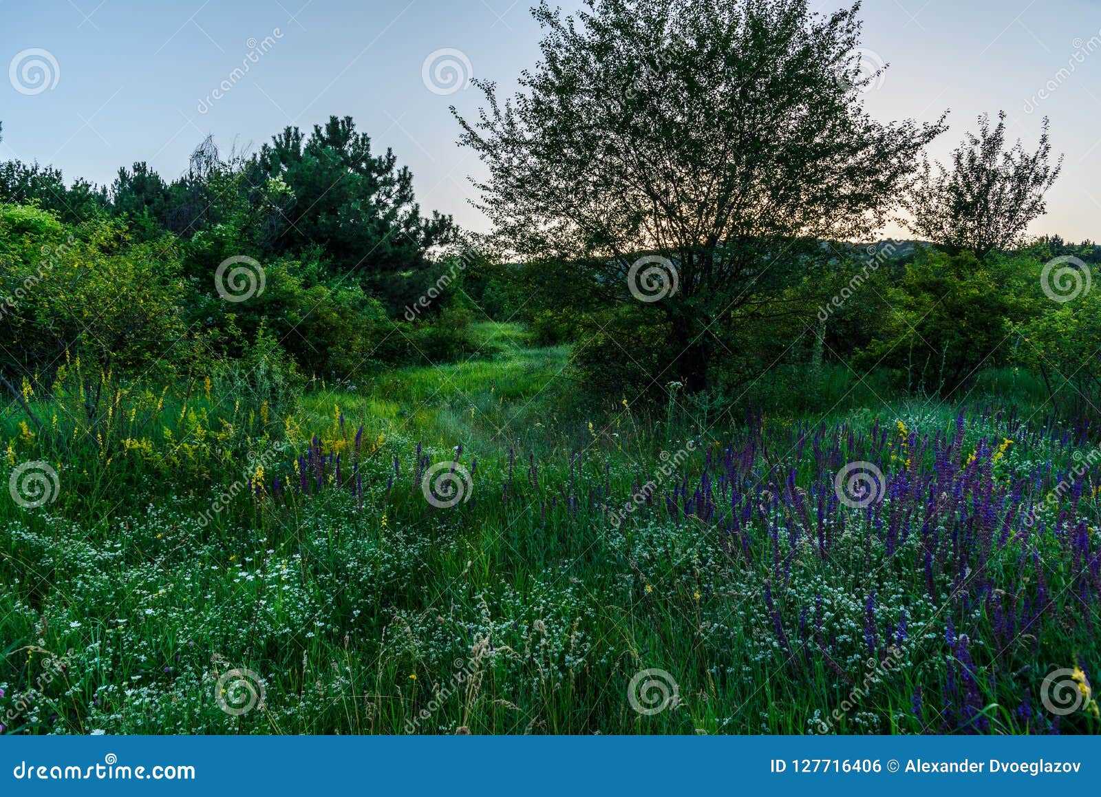 Green Field with Flowers and Forest Stock Photo - Image of field, park ...