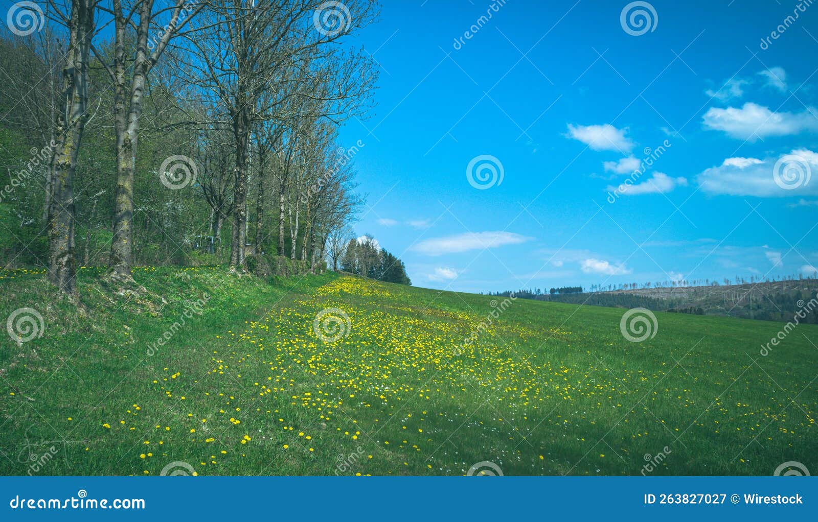 Green Field with Flowers and Trees on a Sunny Day Stock Image - Image ...
